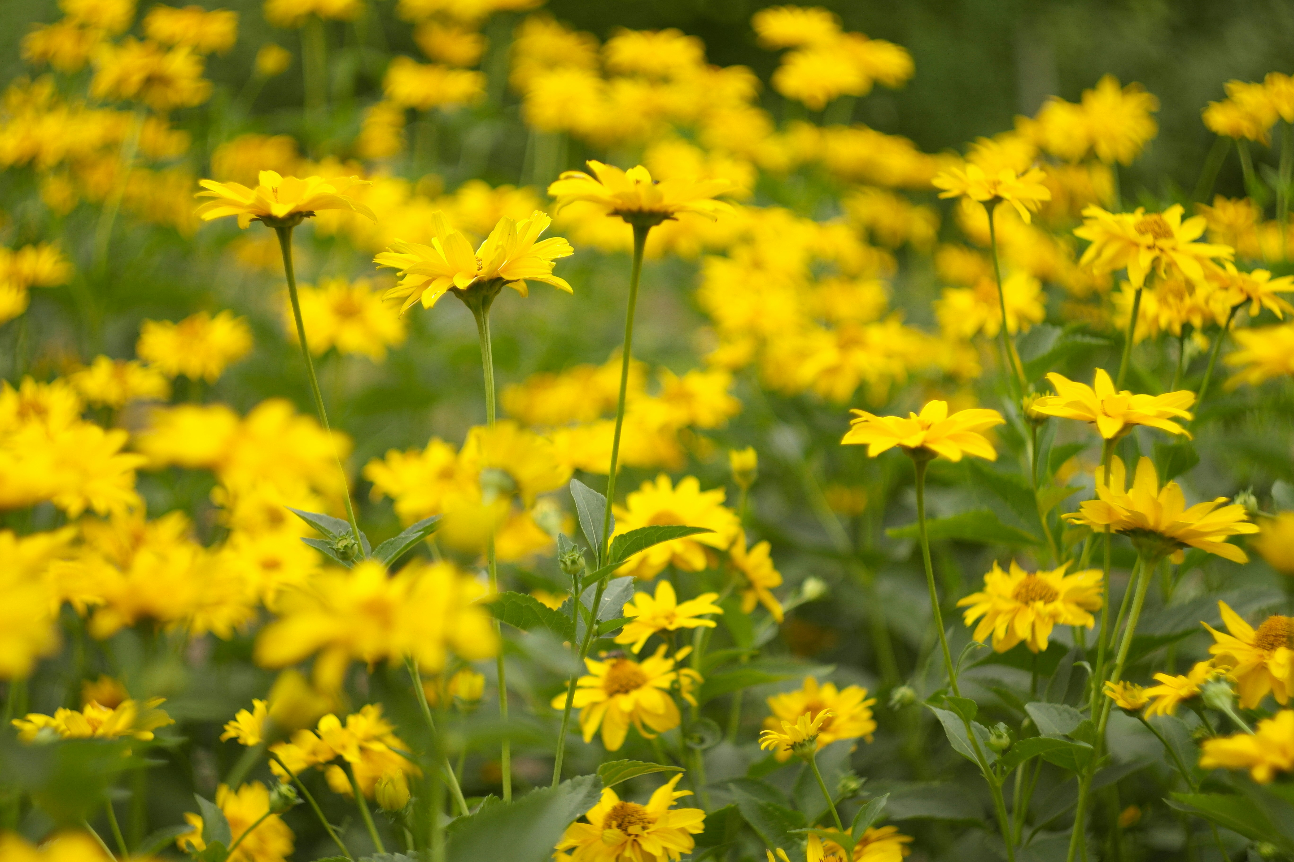 Sunlit Golden Blooms in a Sea of Green