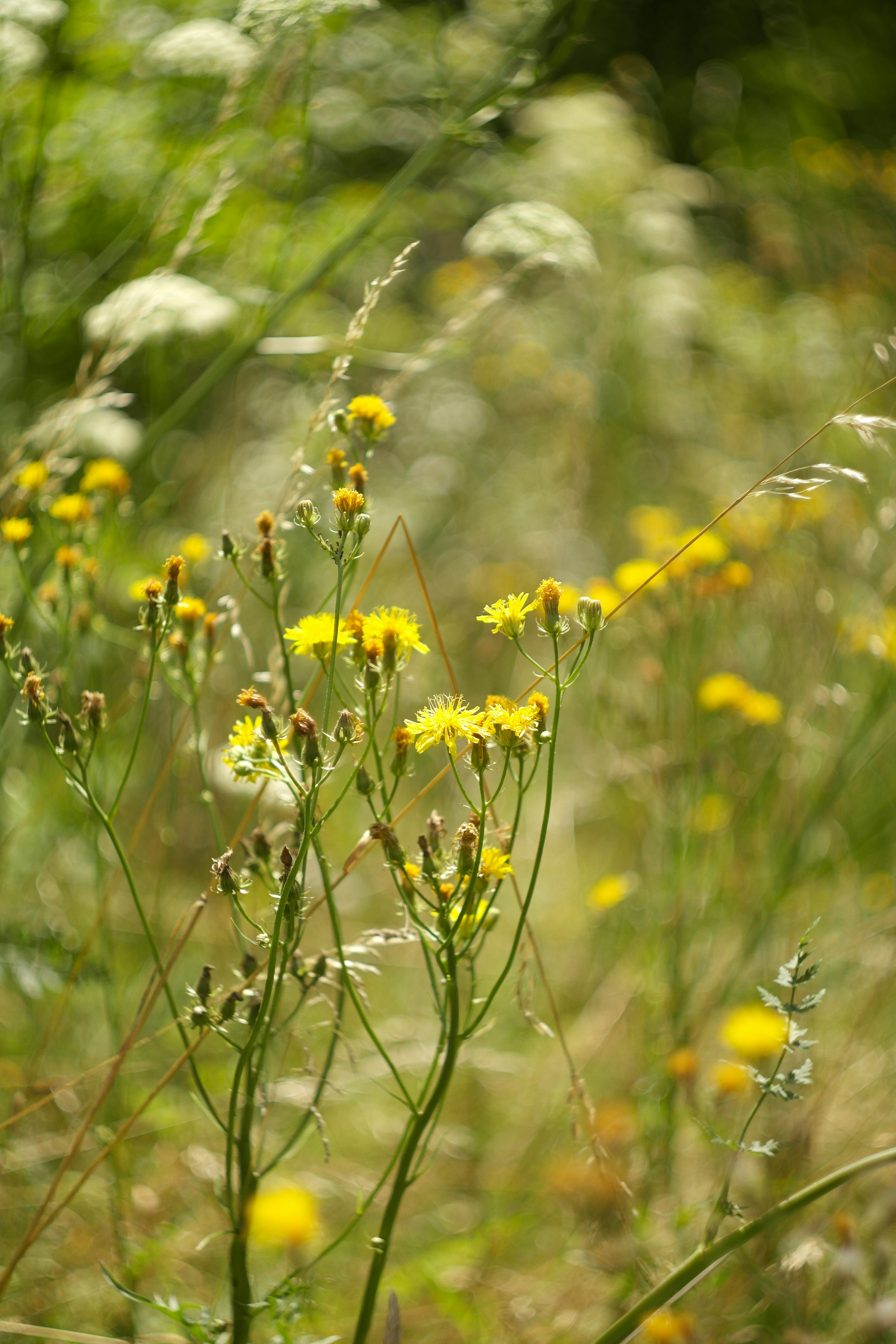 Sunlit Yellow Bloom Field in a Soft-Focus Meadow