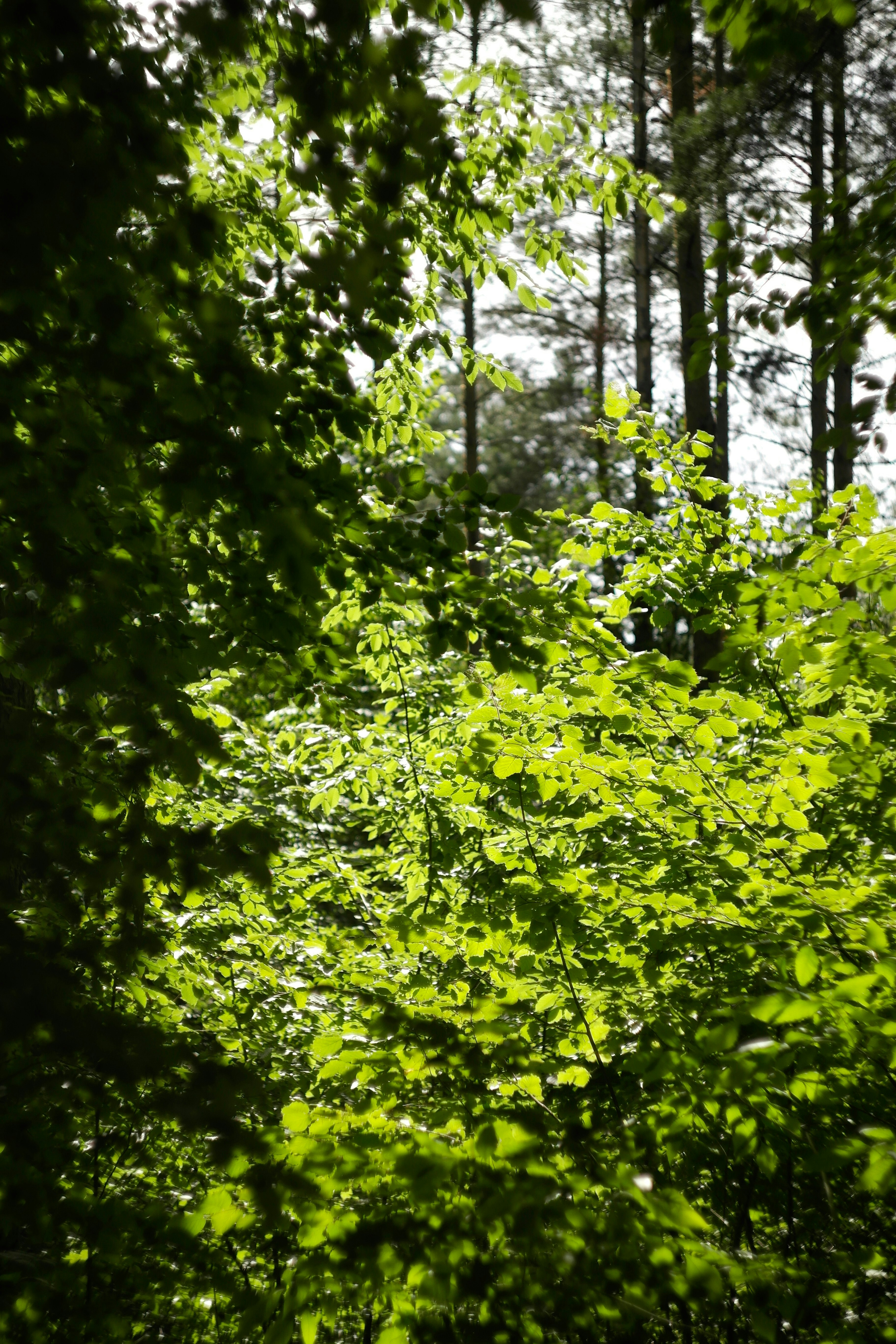 Sunlit Leaves in a Quiet Forest Corridor