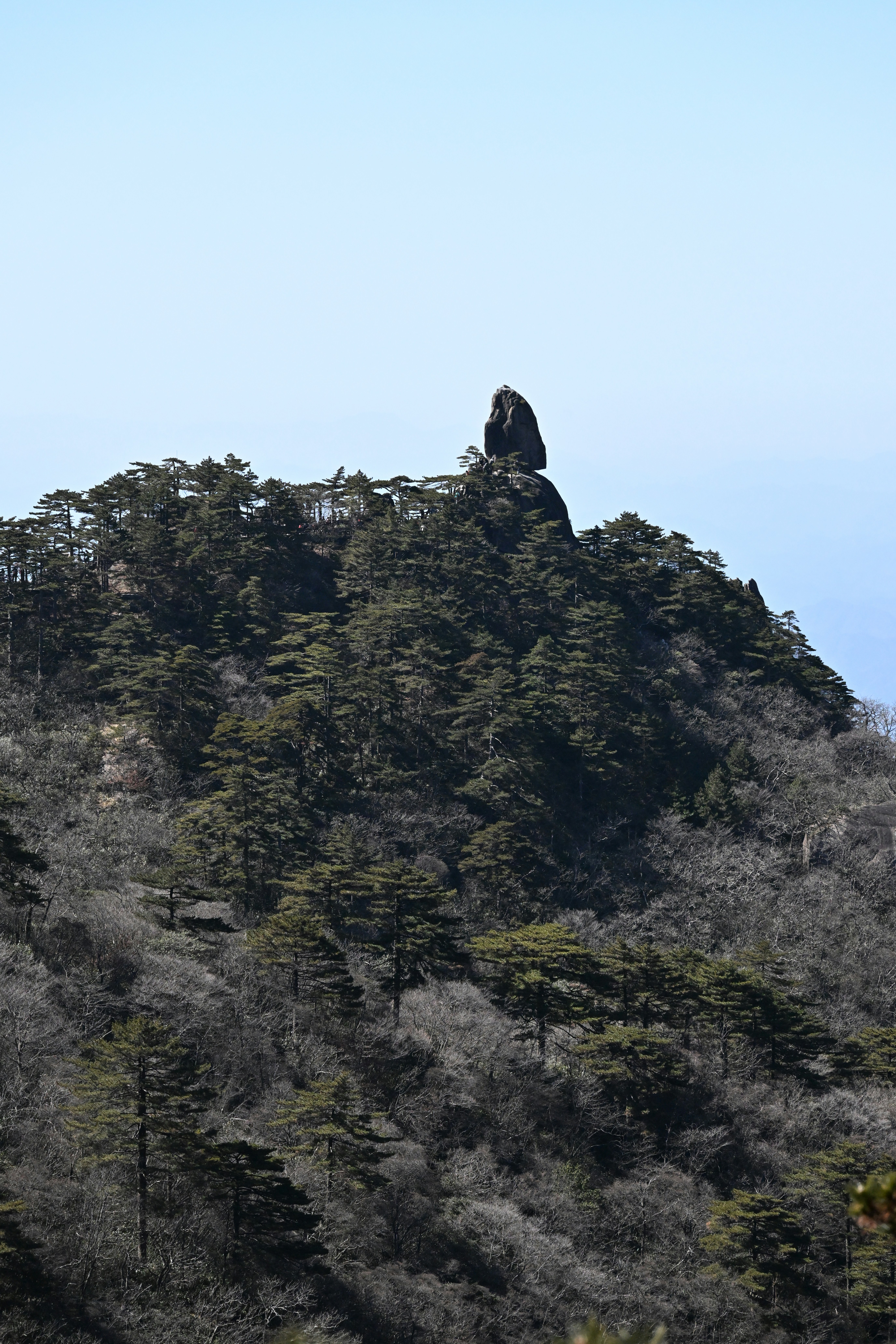 Watcher atop the pine-topped pinnacle