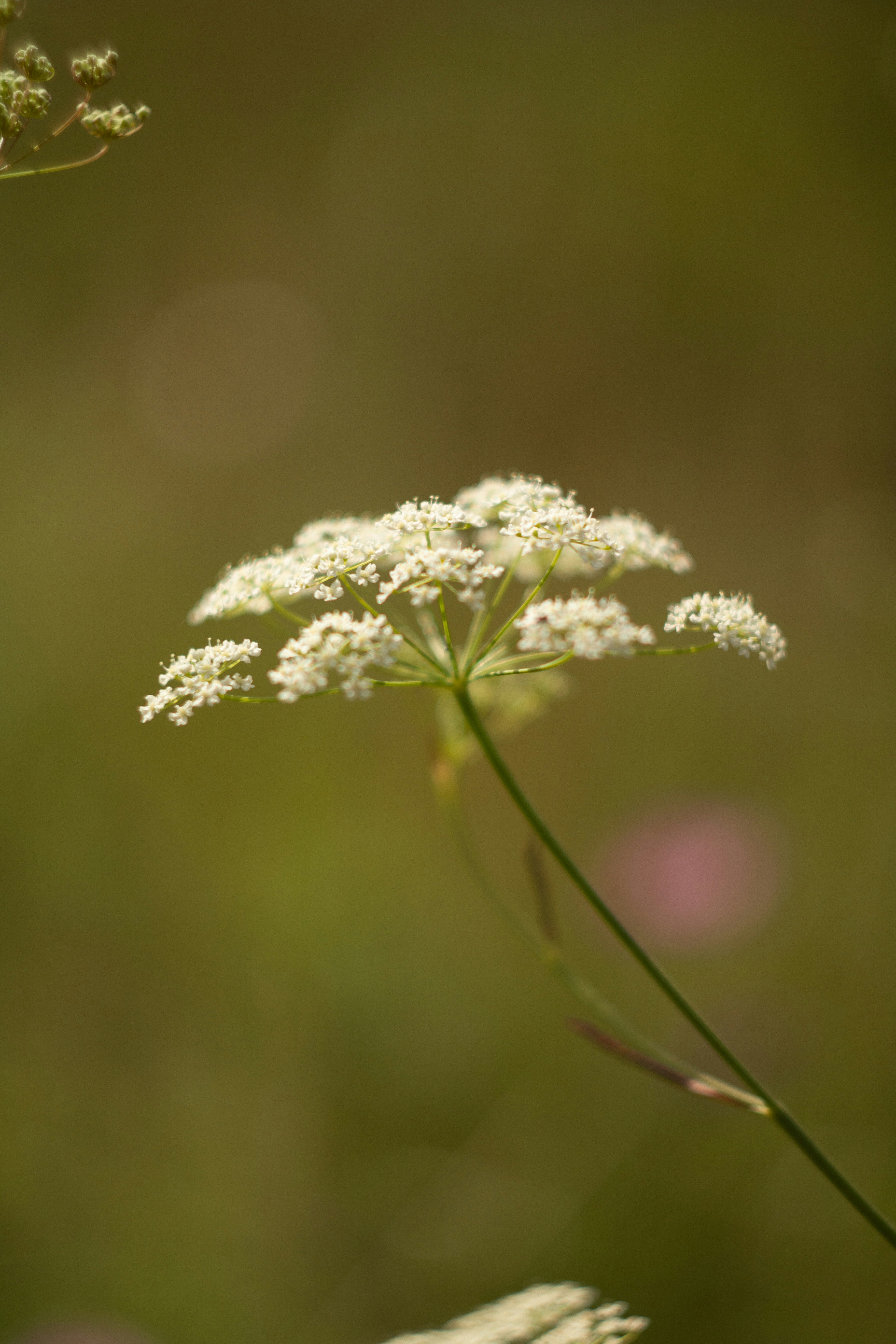 White Queen in a Quiet Meadow