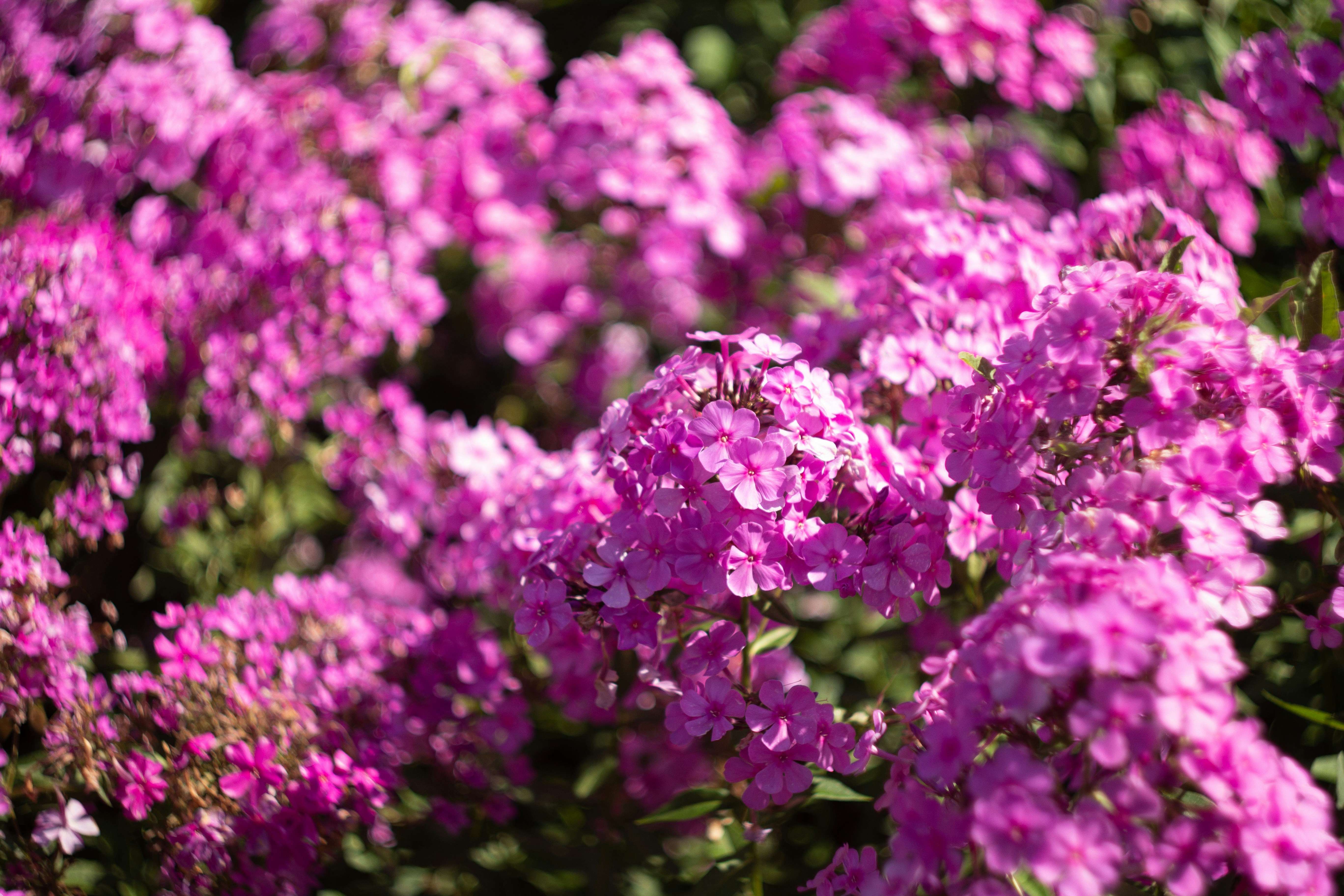 Vivid Pink Hydrangea Bloomscape in Morning Sunlight