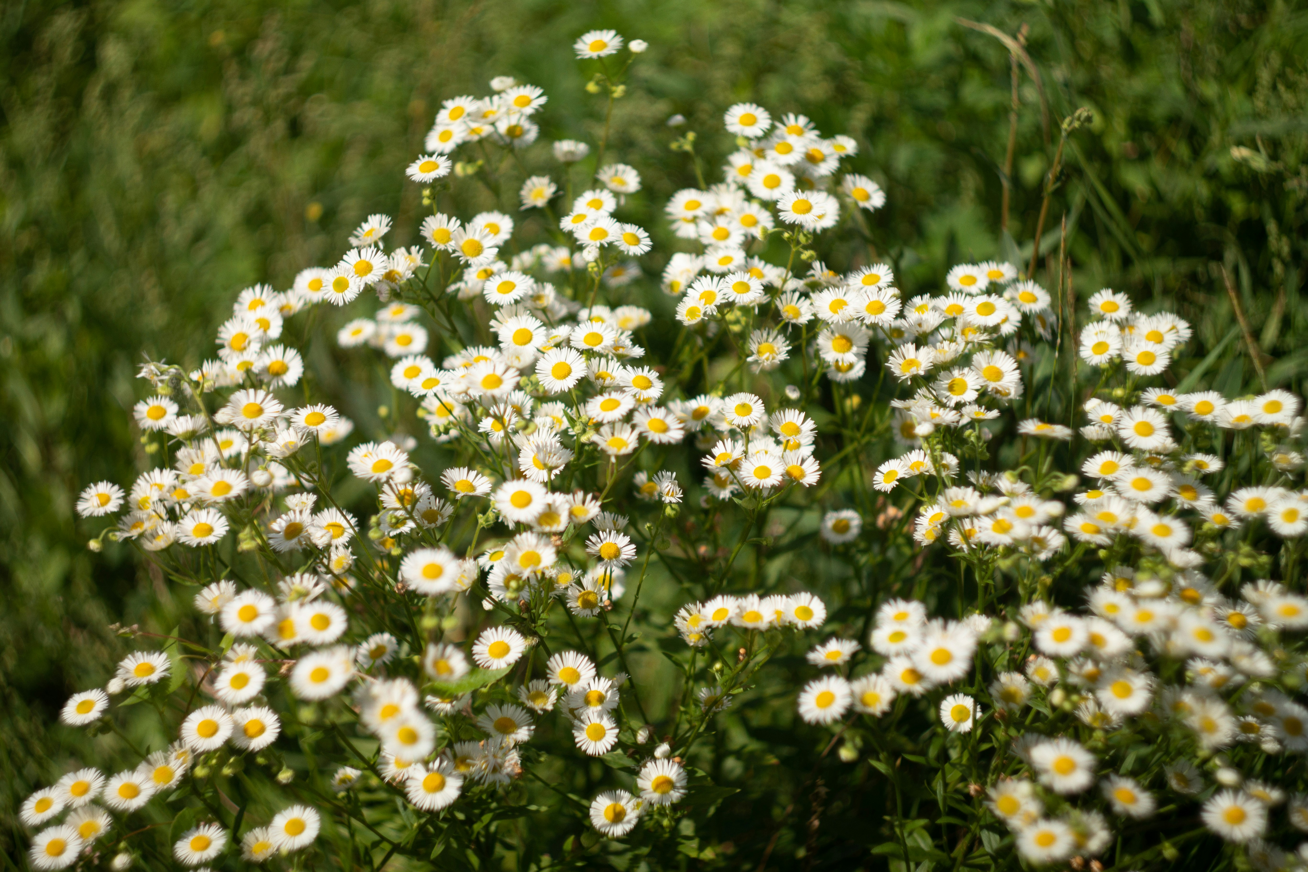Daisy Meadow in Sunlit Wake