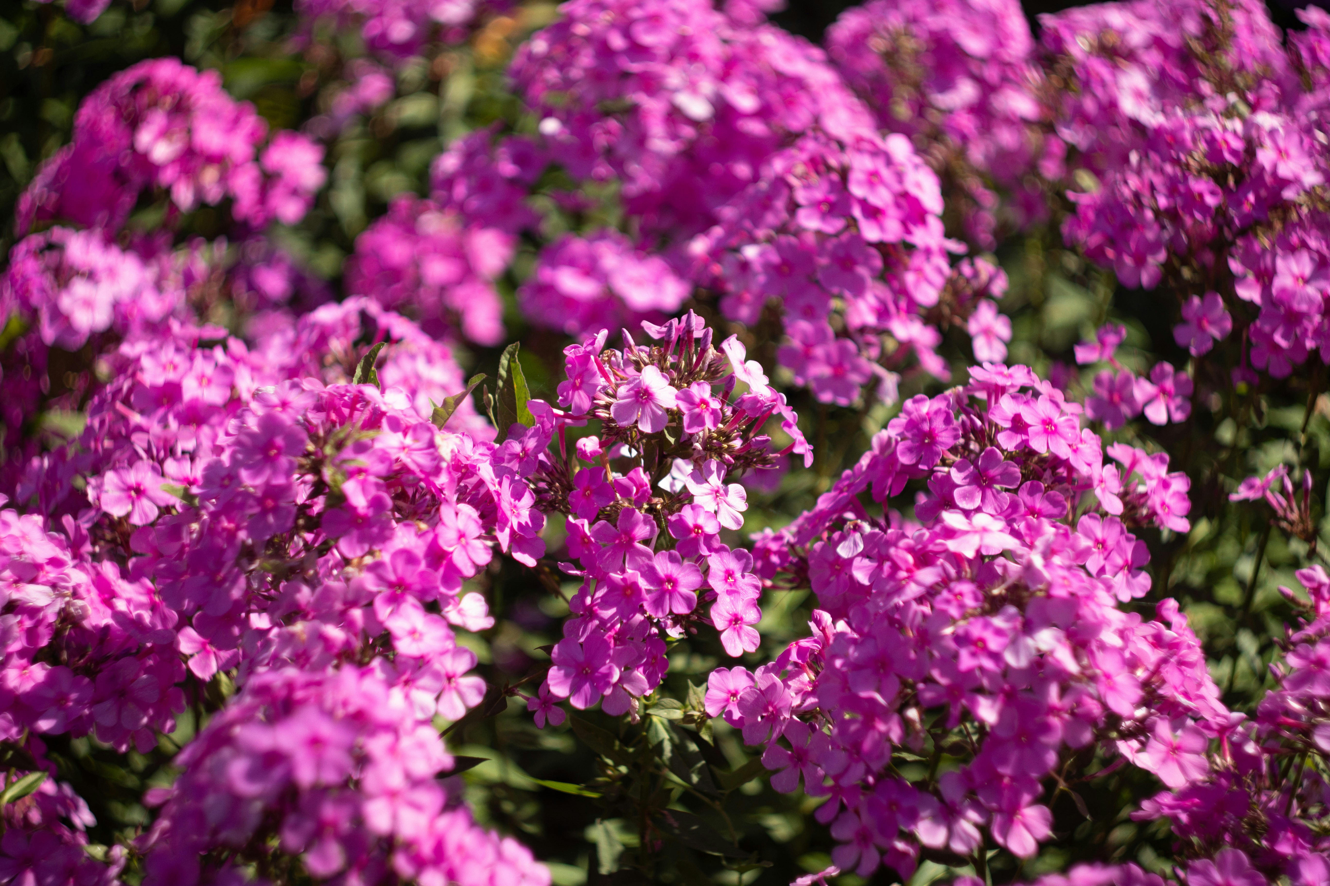 Bright pink flowering shrubs fill the frame with dense clusters and green foliage visible in gaps.