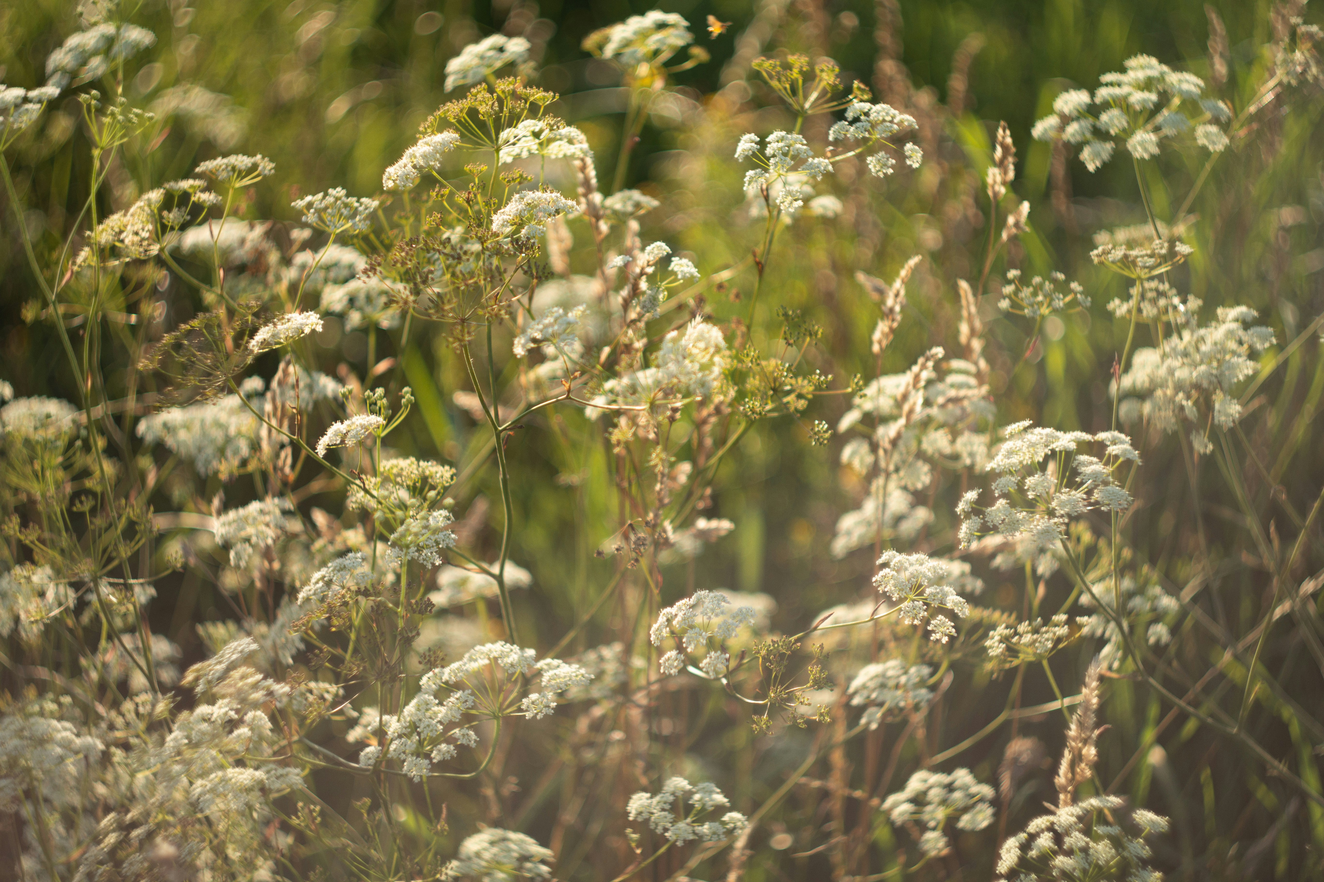Delicate white wildflowers in a sunlit meadow create a dreamy, textured backdrop with subtle warm tones.
