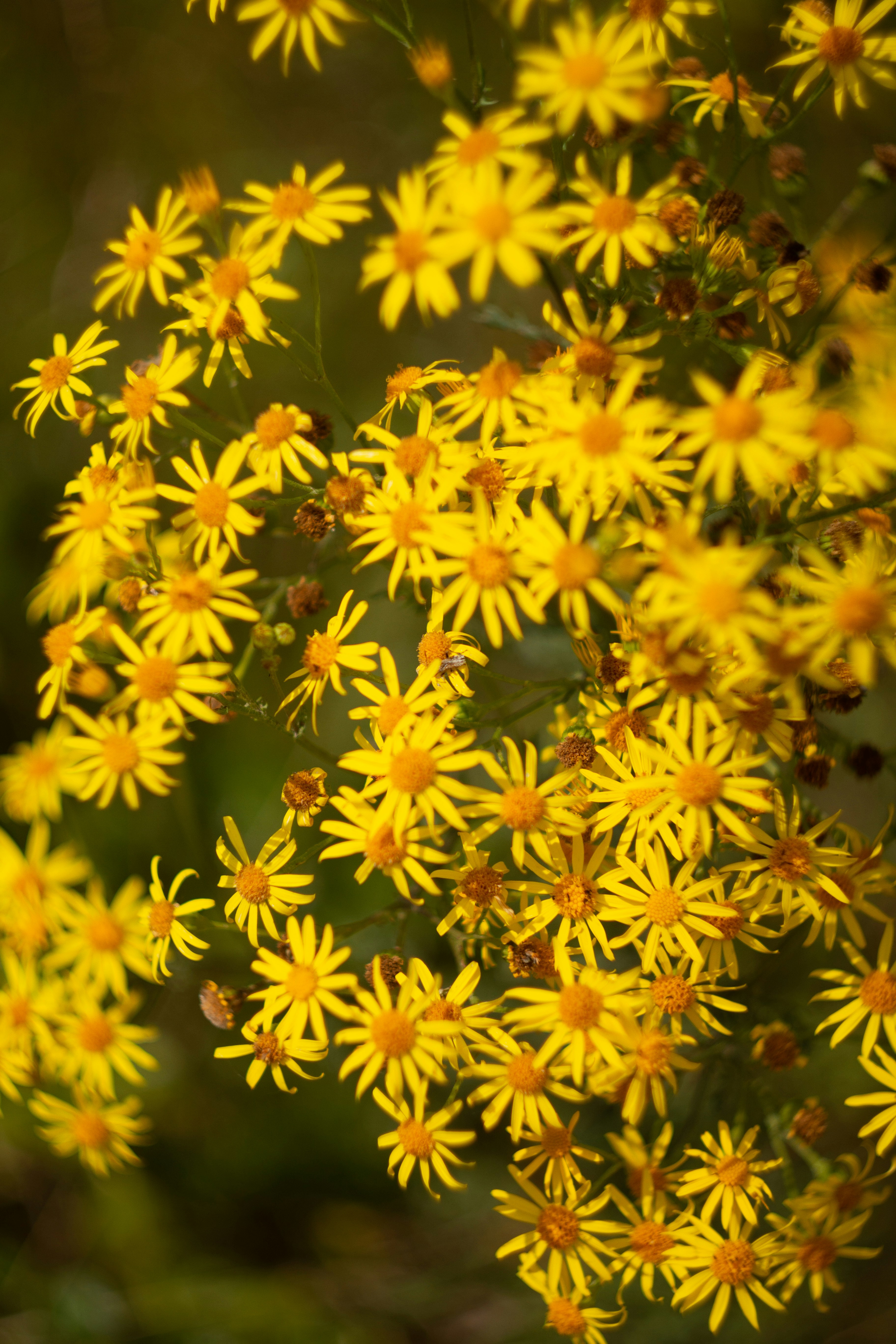 A dense cluster of small yellow flowers with orange centers bathed in warm sunlight, creating a vibrant macro-like garden scene with soft background bokeh.
