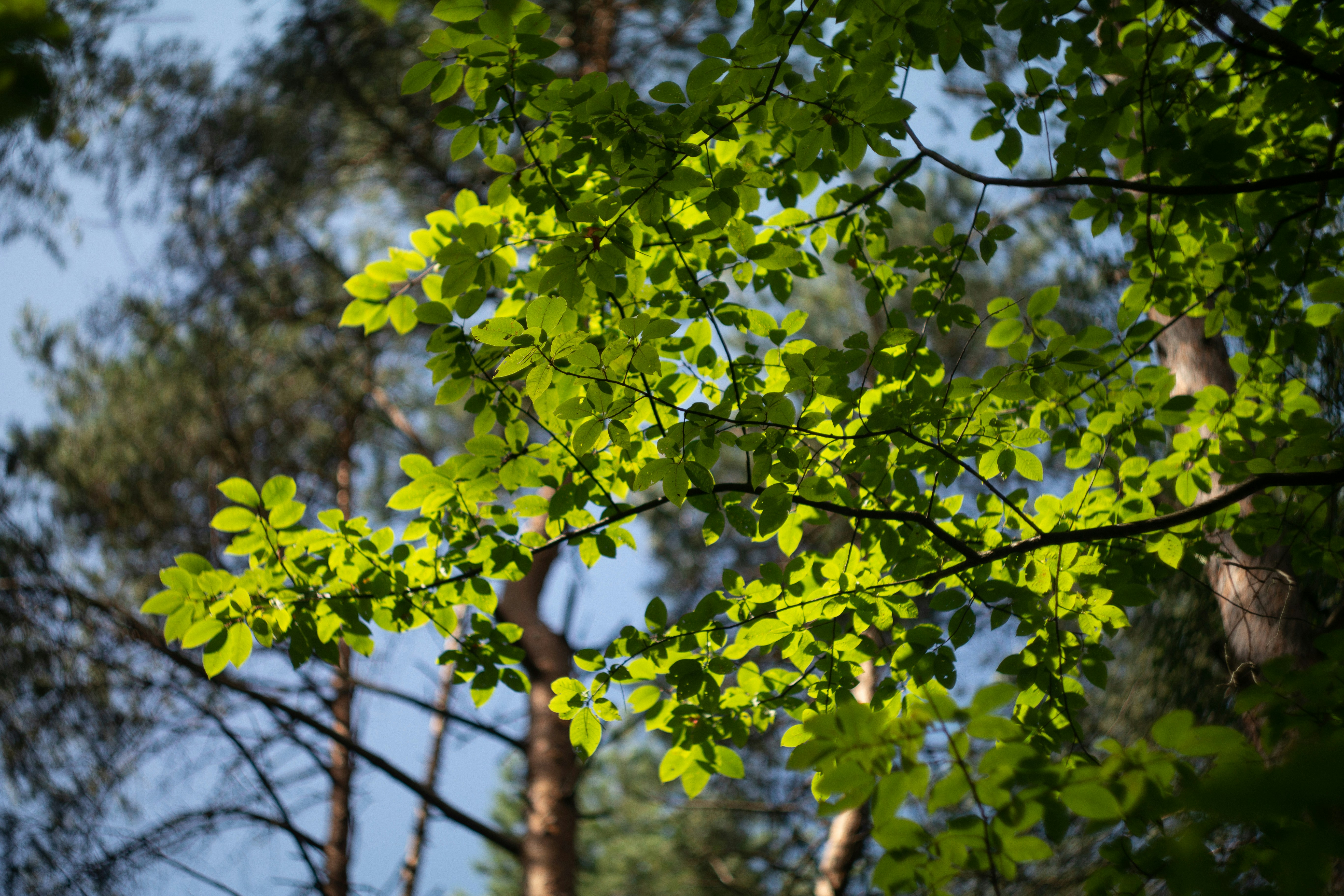 Sun-dappled green leaves against a blurred forest backdrop, capturing a tranquil close-up of foliage with natural daylight.