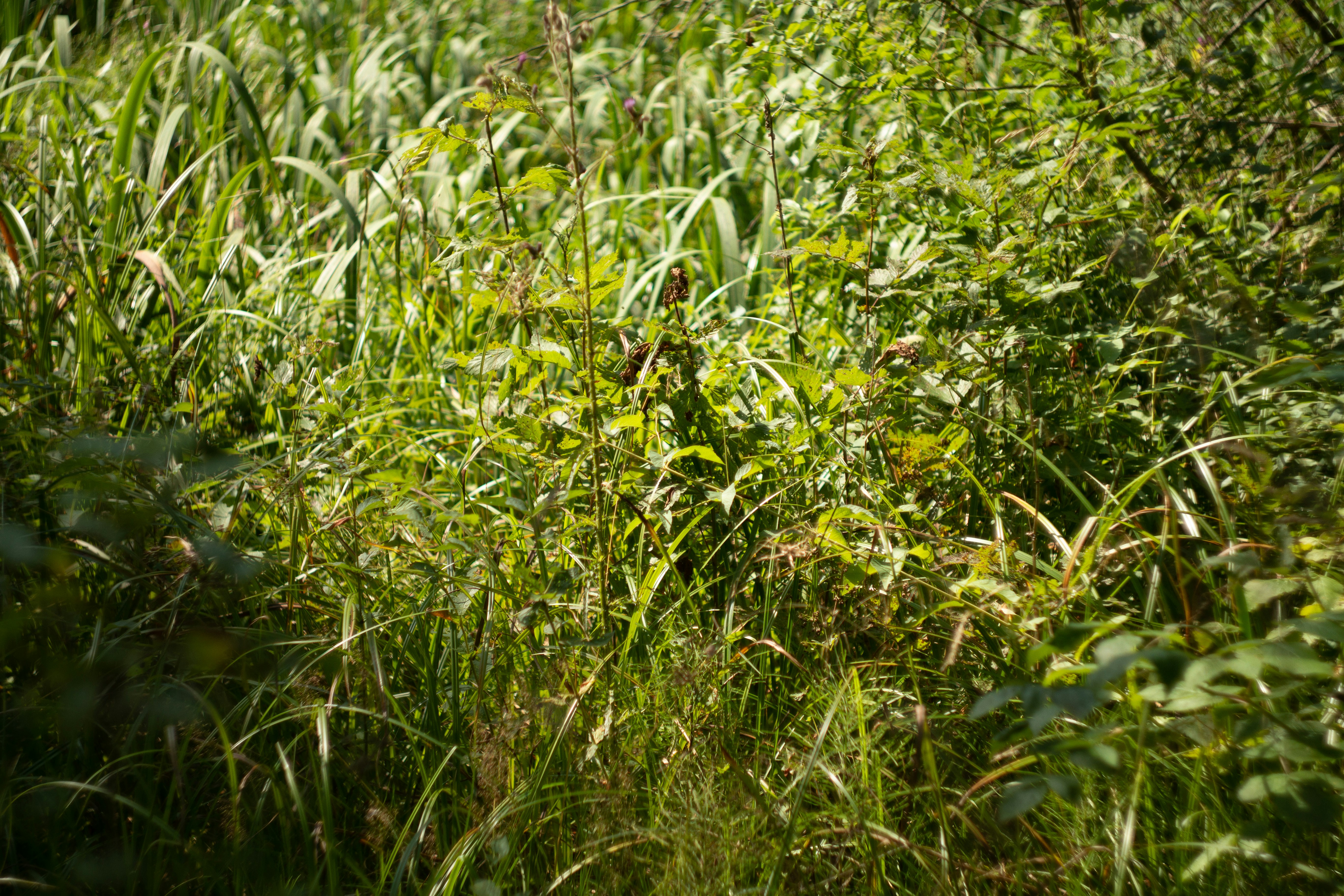 Close-up of dense grasses and foliage in sunlight, forming a lush, tangled thicket. The scene emphasizes natural textures and vibrant greens without a central subject.