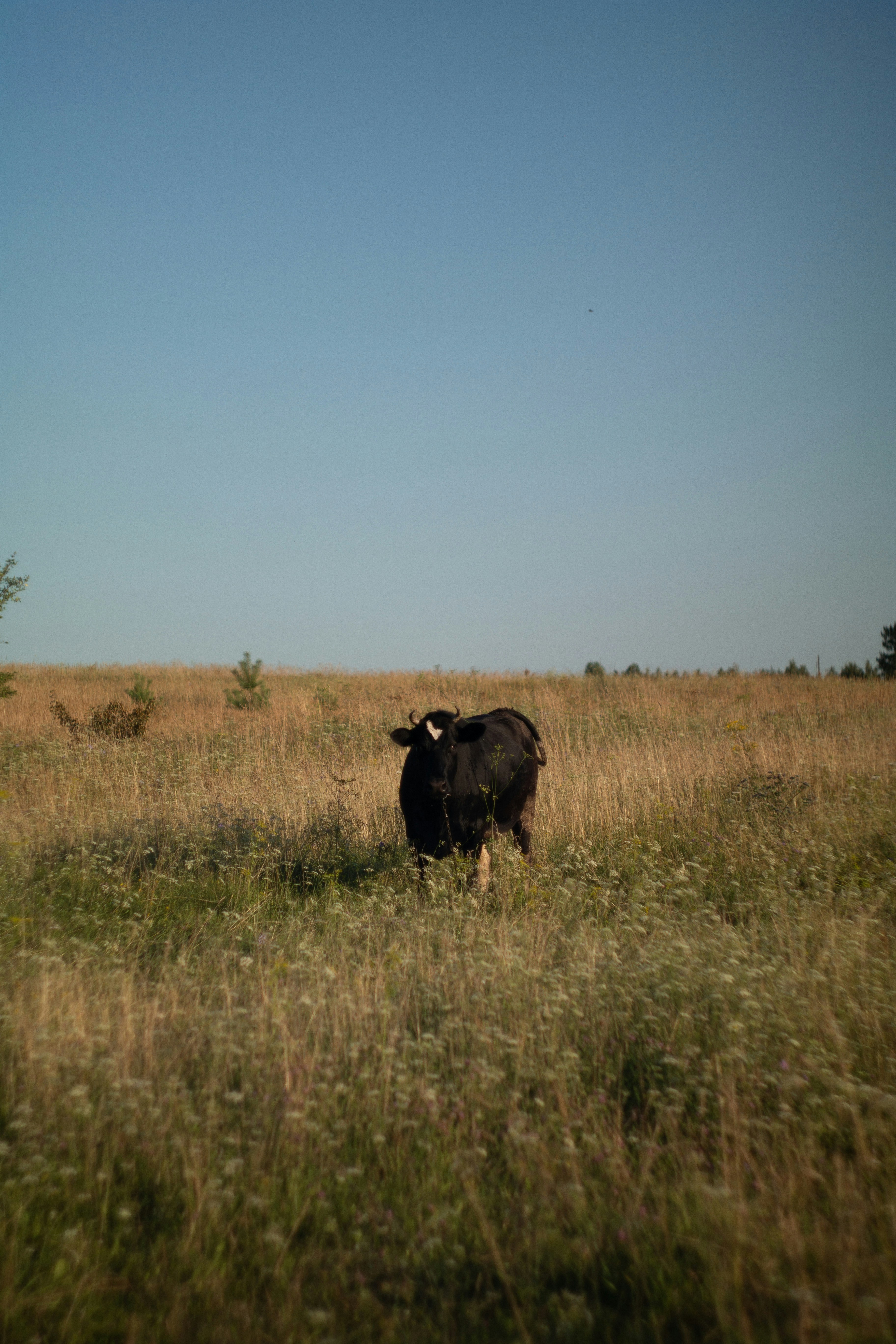 Dark cattle stands in a golden grass field beneath a bright blue sky; the scene captures a quiet rural landscape with the animal as the focal point.