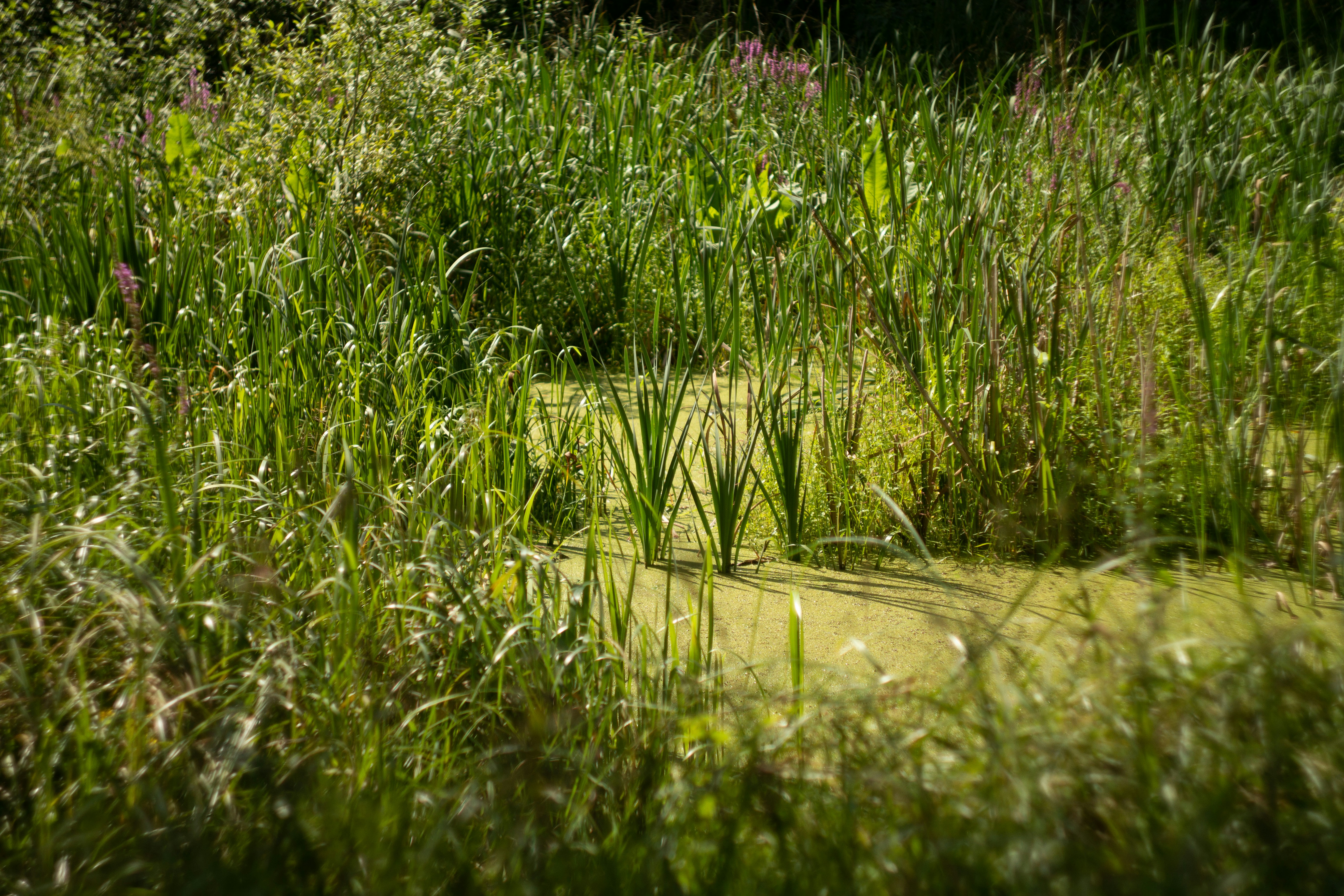 Emerald Marsh with Reeds and Quiet Water