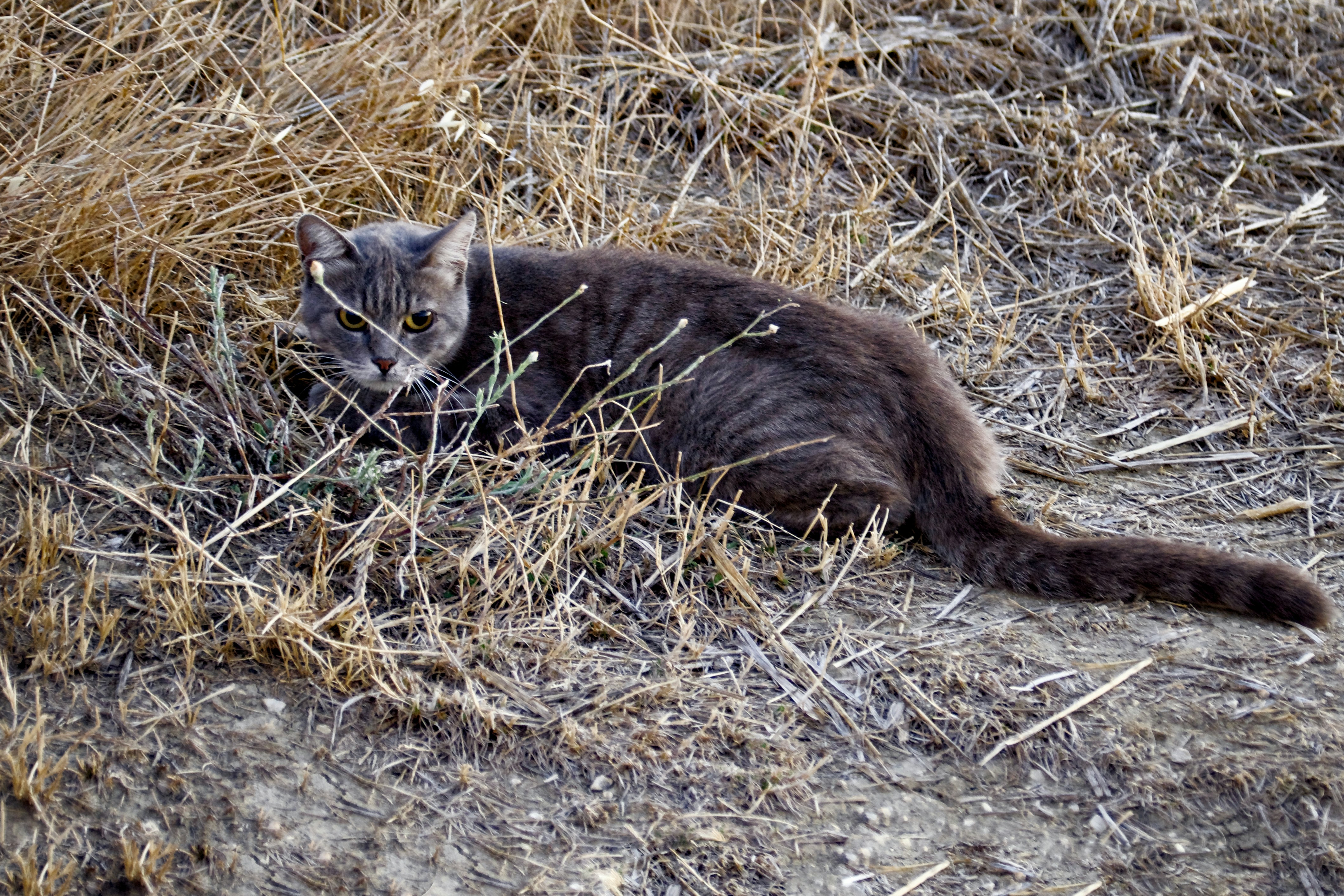 Wildcat in Golden Dunes: A Quiet Crouch Among Dry Stalks