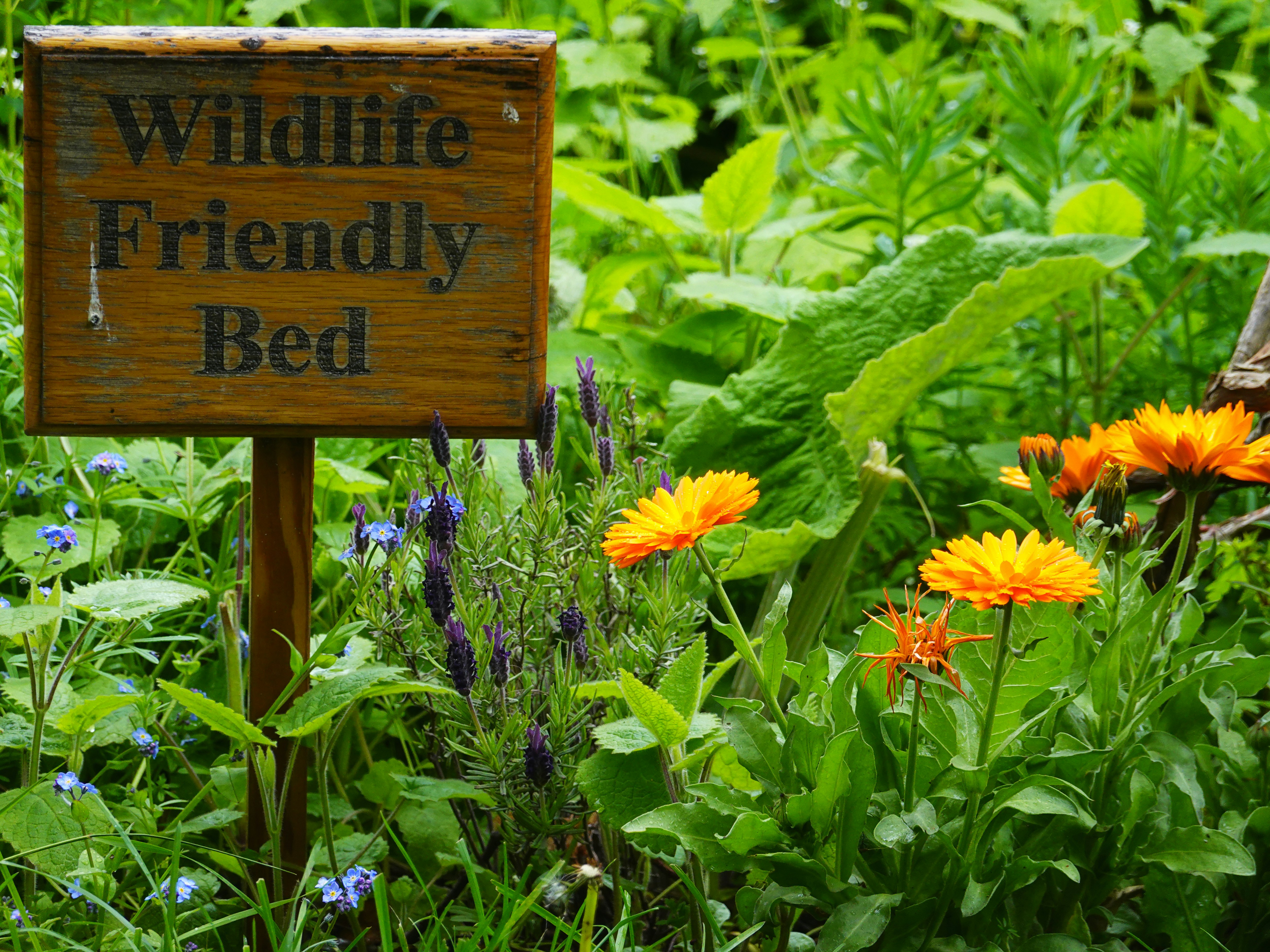 Wildlife-Friendly Garden Sign Amid Bright Summer Blooms