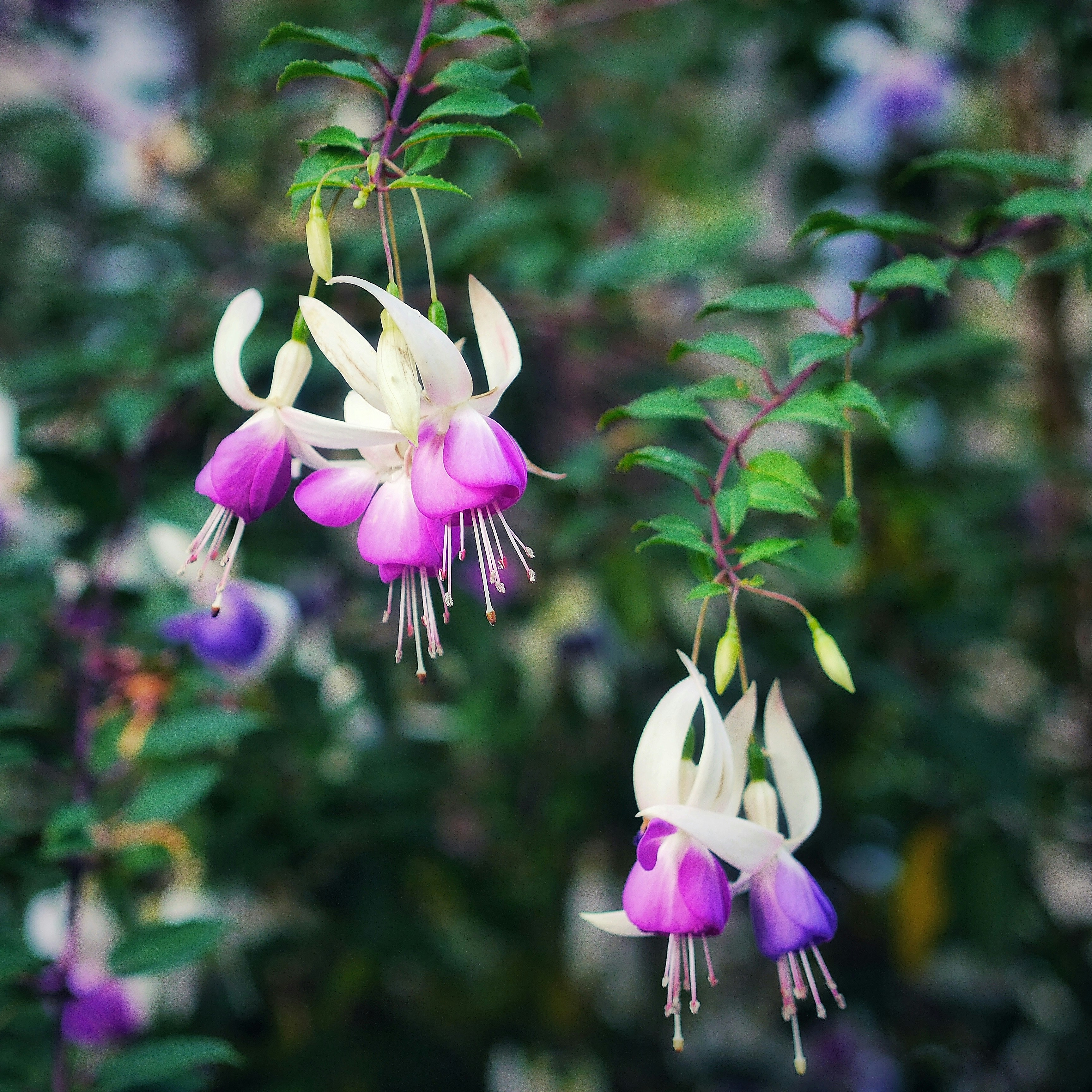 Hanging bells: pink-purple blossoms bowing in dappled garden light