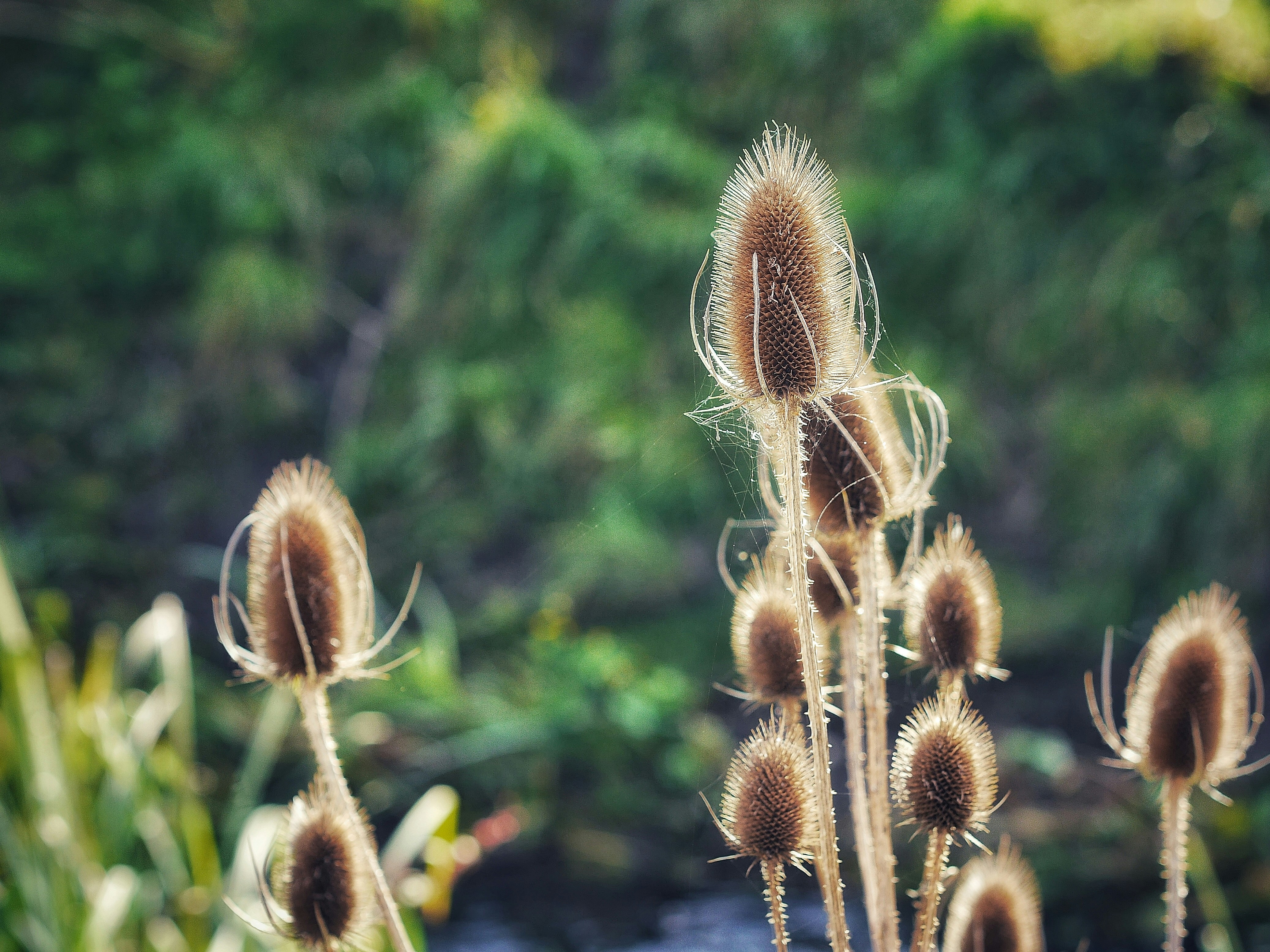 Close-up of tall, spiky seedheads bathed in soft sunlight with a blurred green natural background.