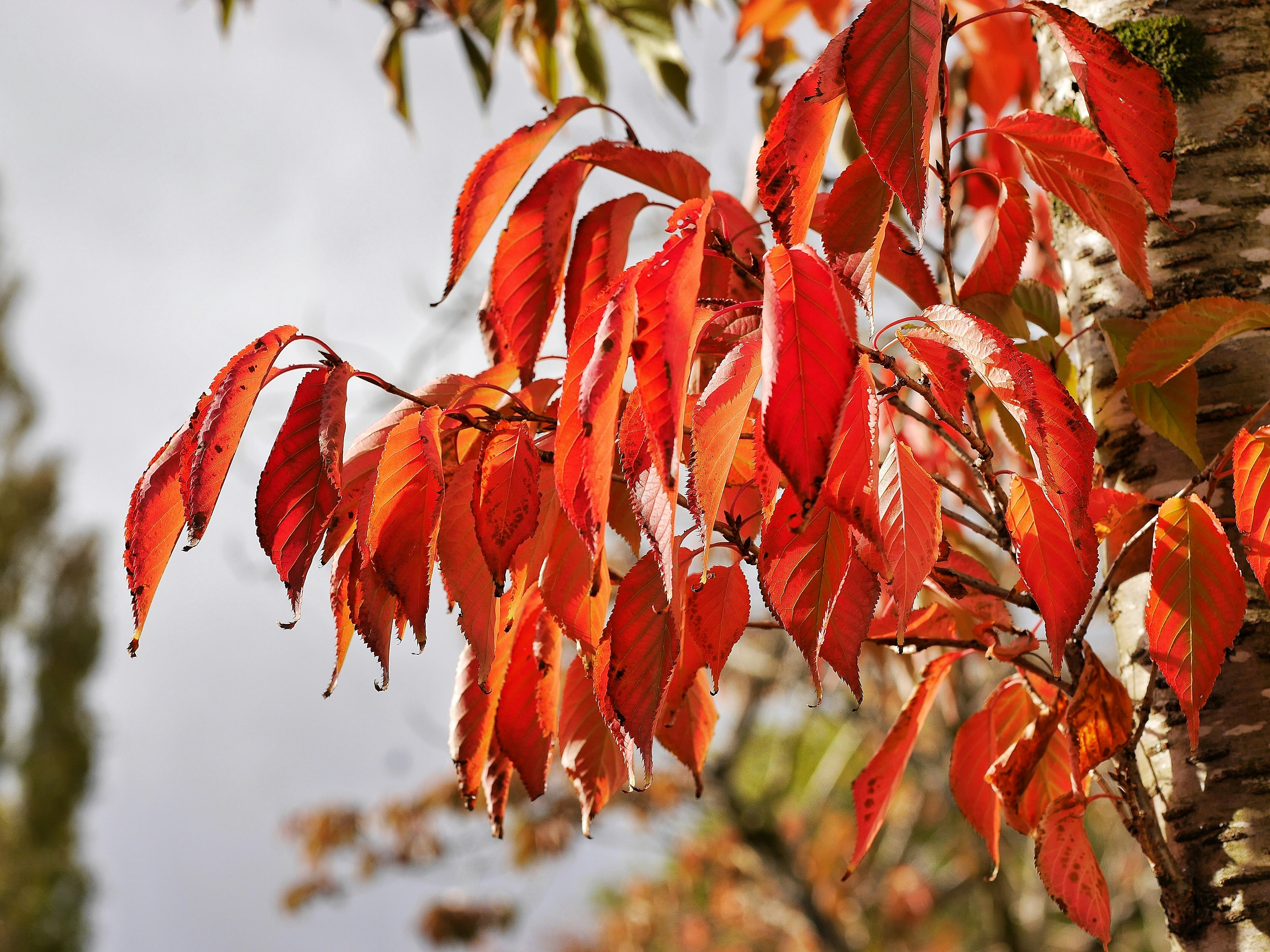 Crimson autumn leaves spill across a sunlit tree trunk, contrasting with the pale background.
