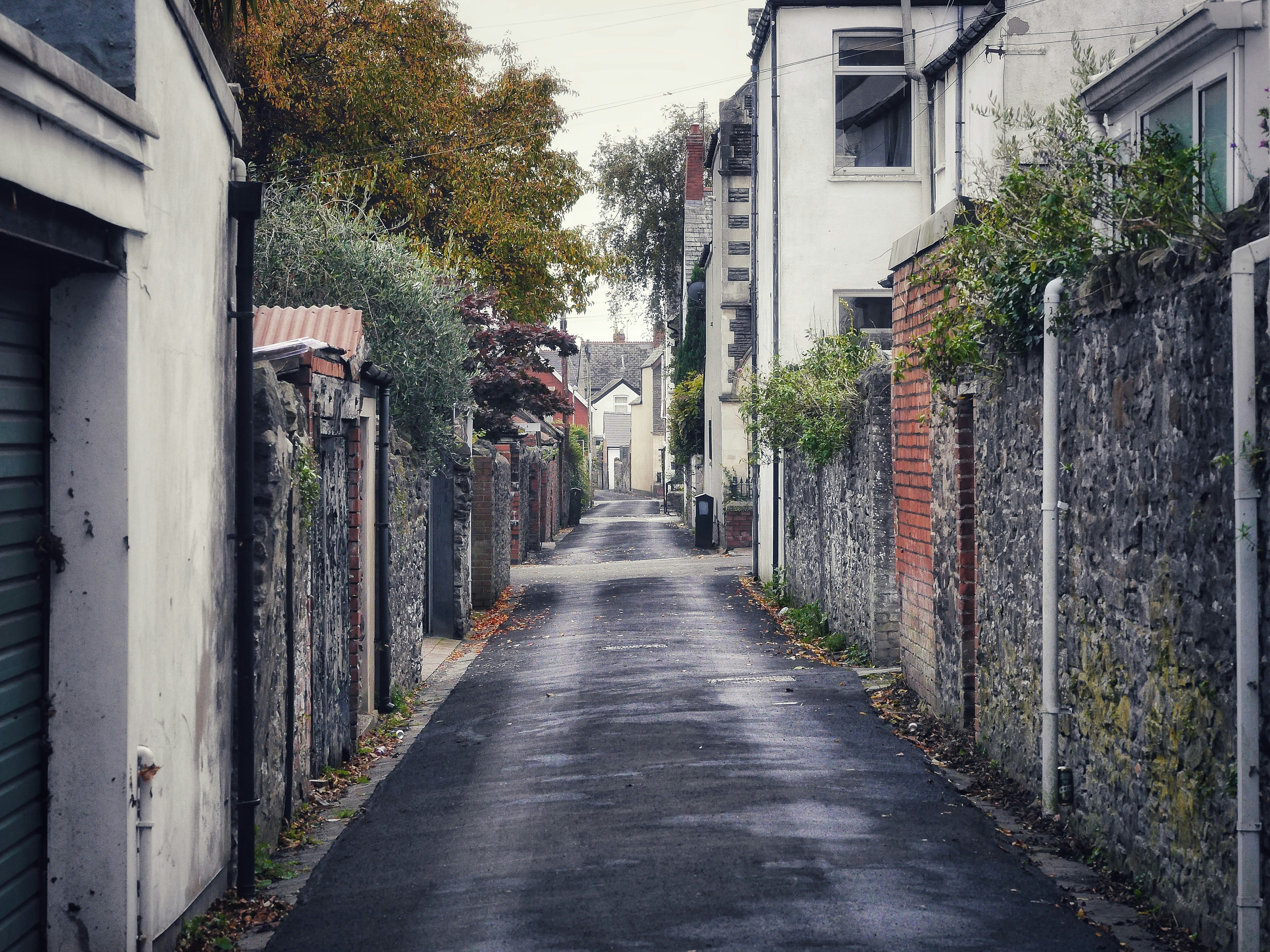 Quiet Street Corridor: Rain-Kissed Lane Beneath Autumn Canopy