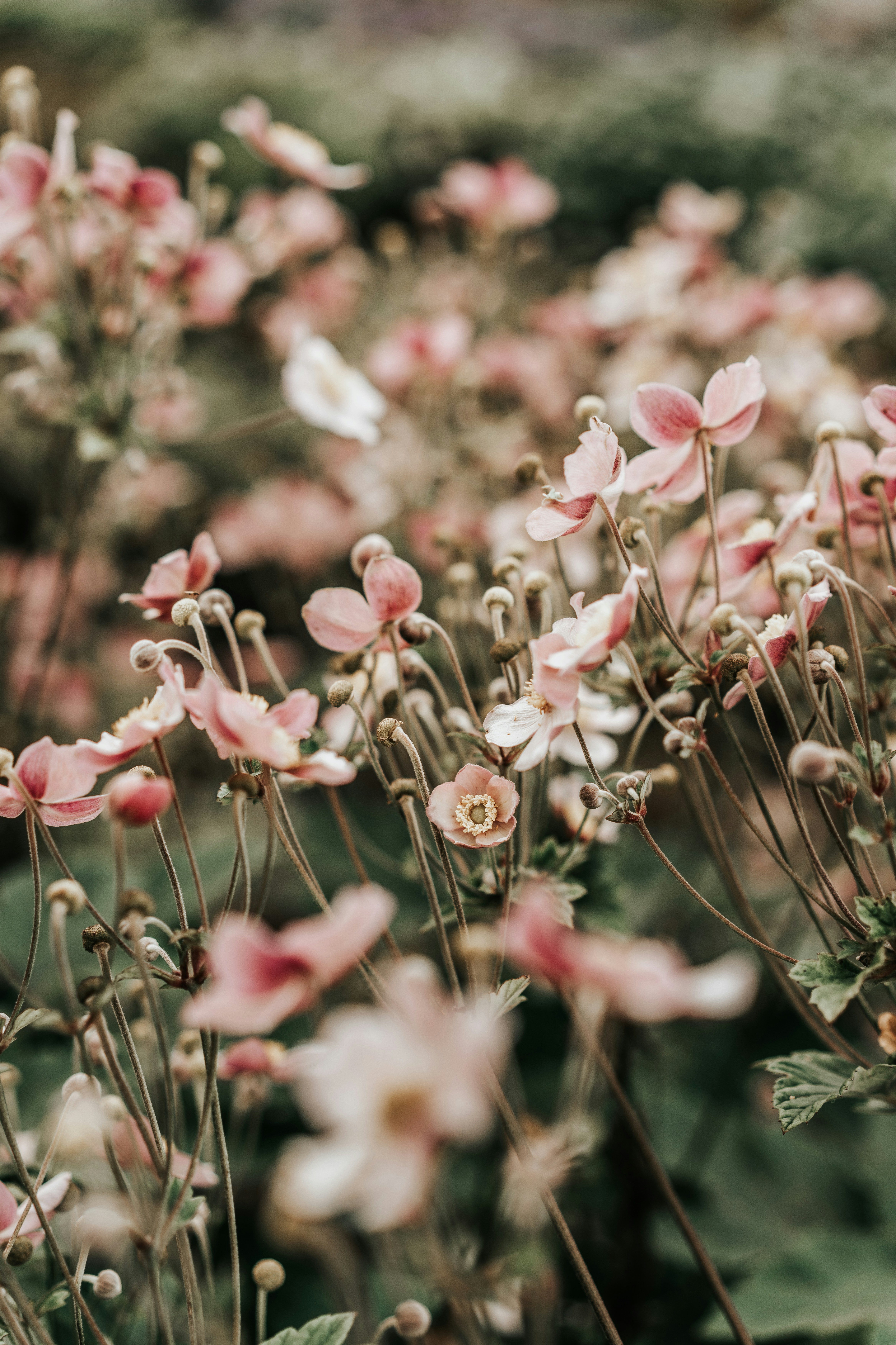 Soft-focus Pink Anemone Field in Golden Hour