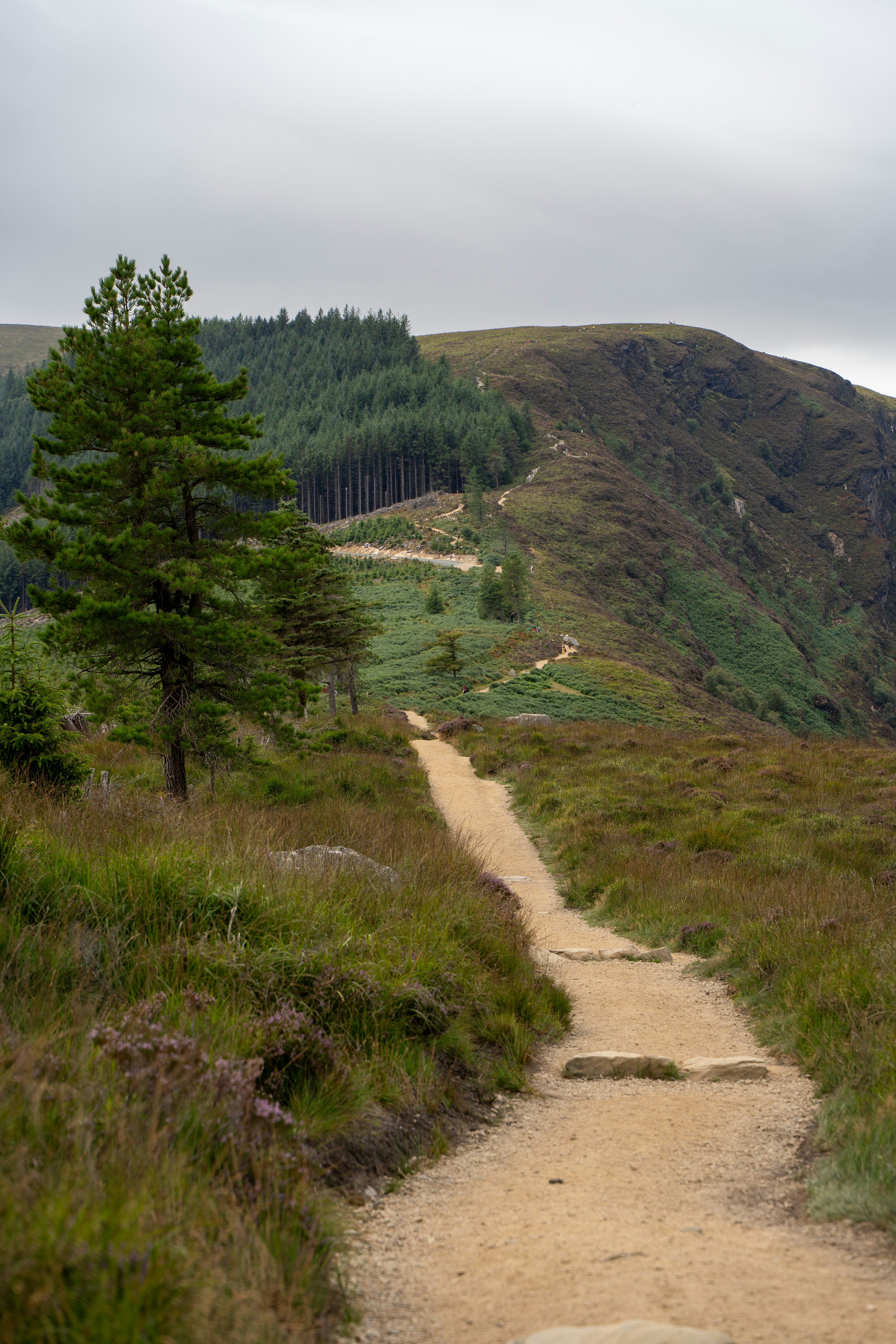 Meadow Path to the Hills