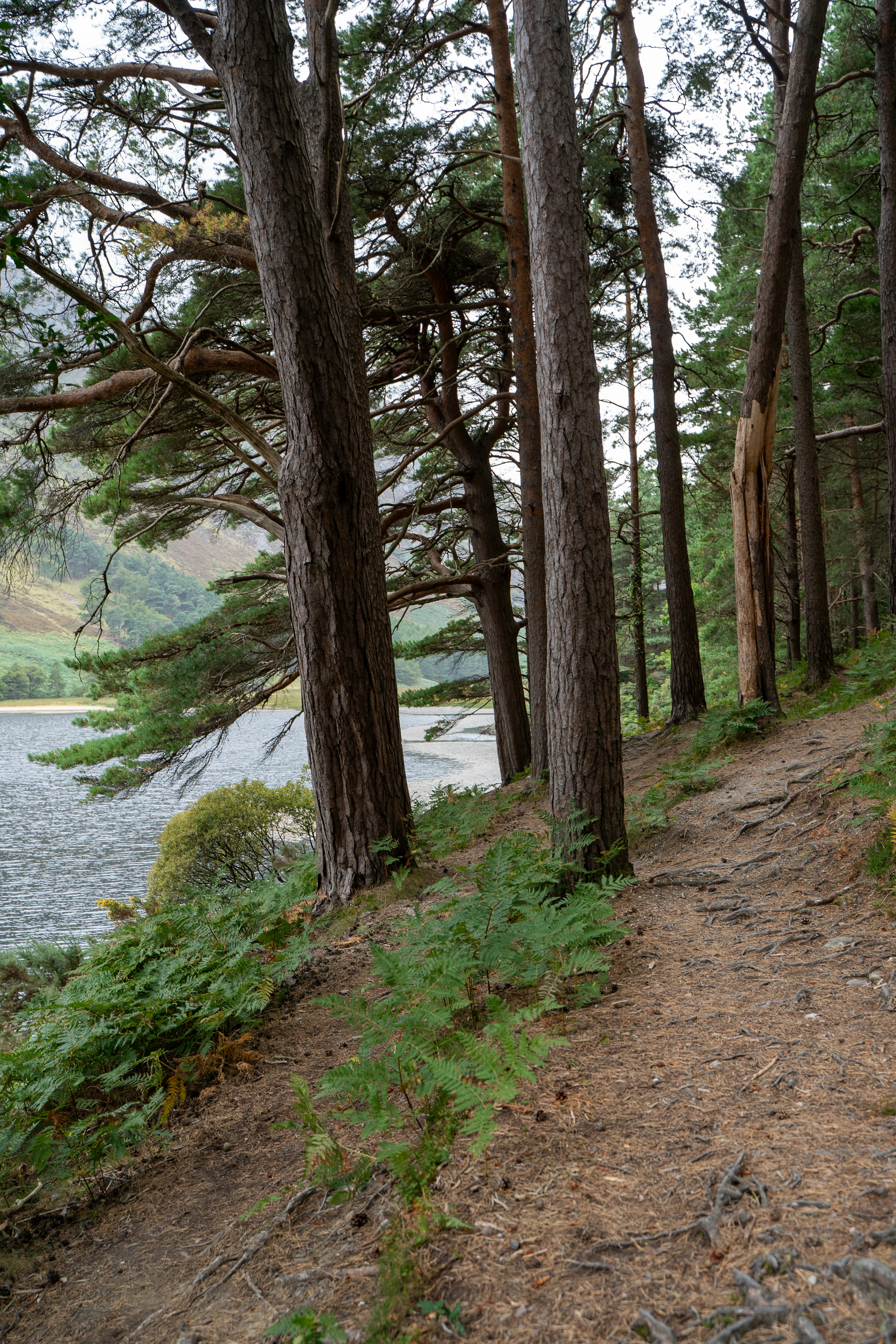 Sunlit Pine Corridor Along the Lakeside Trail