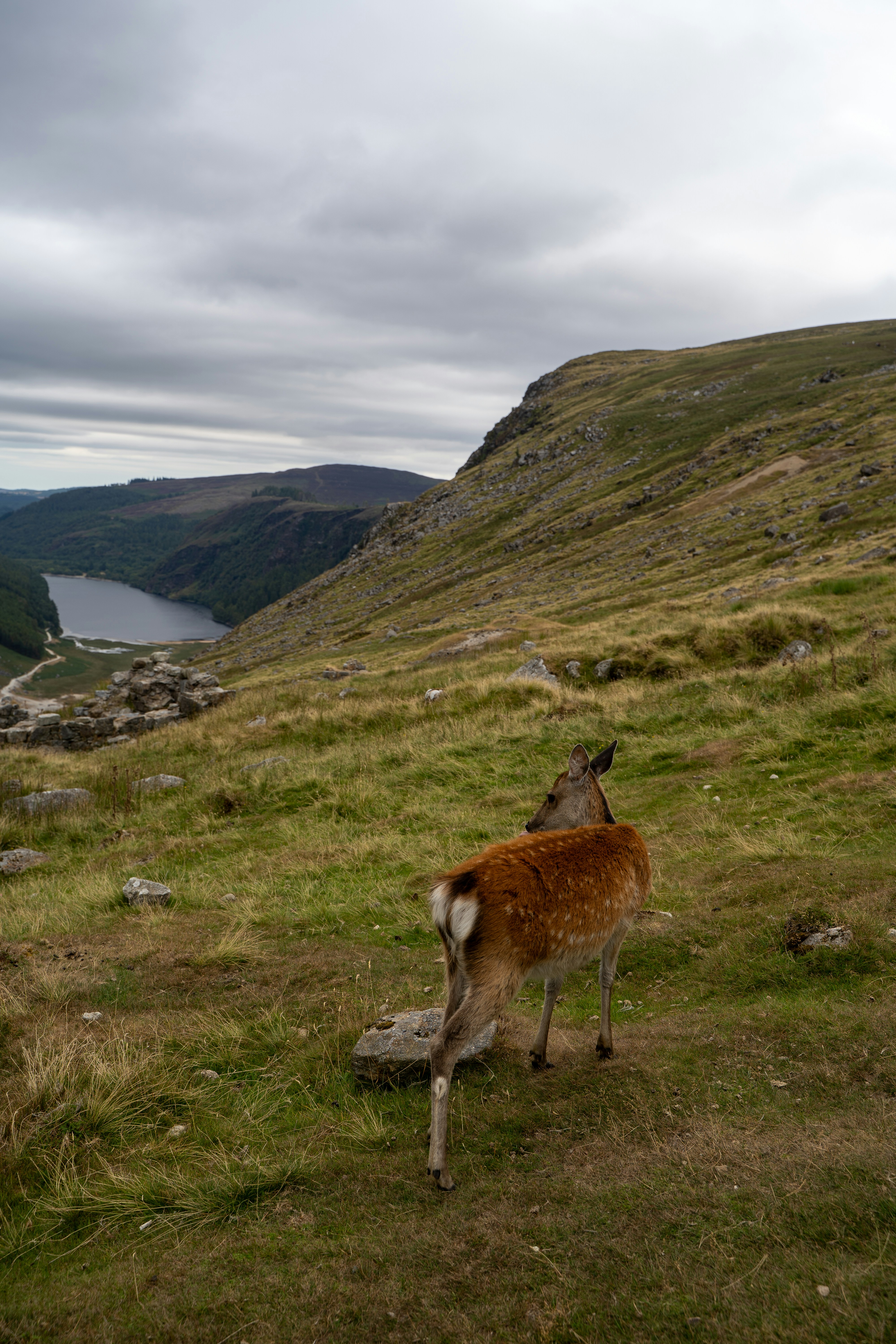 Grazing Gentian: A Deer’s Path Above the Valley