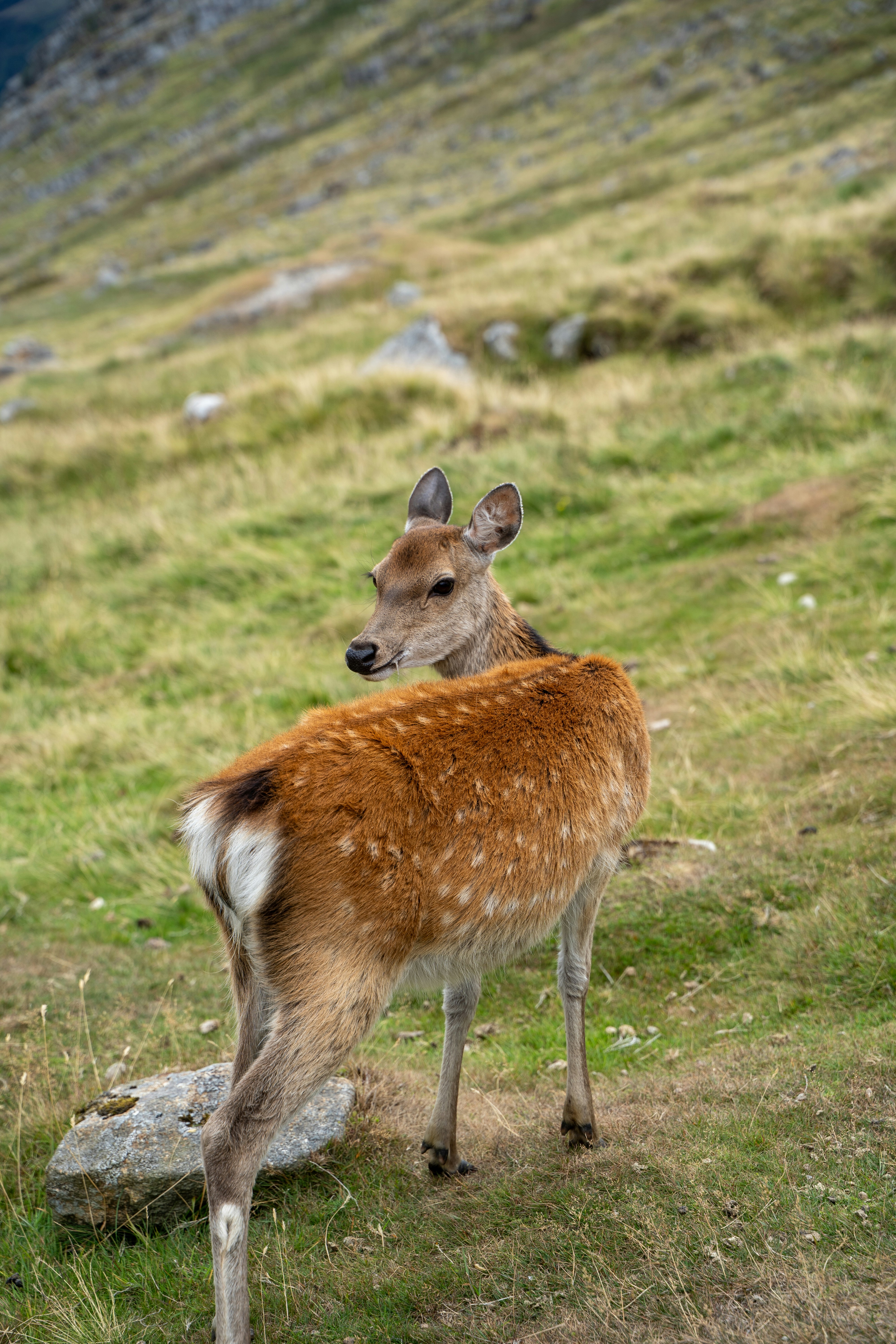 Curious Deer in a Green-Alpine Field
