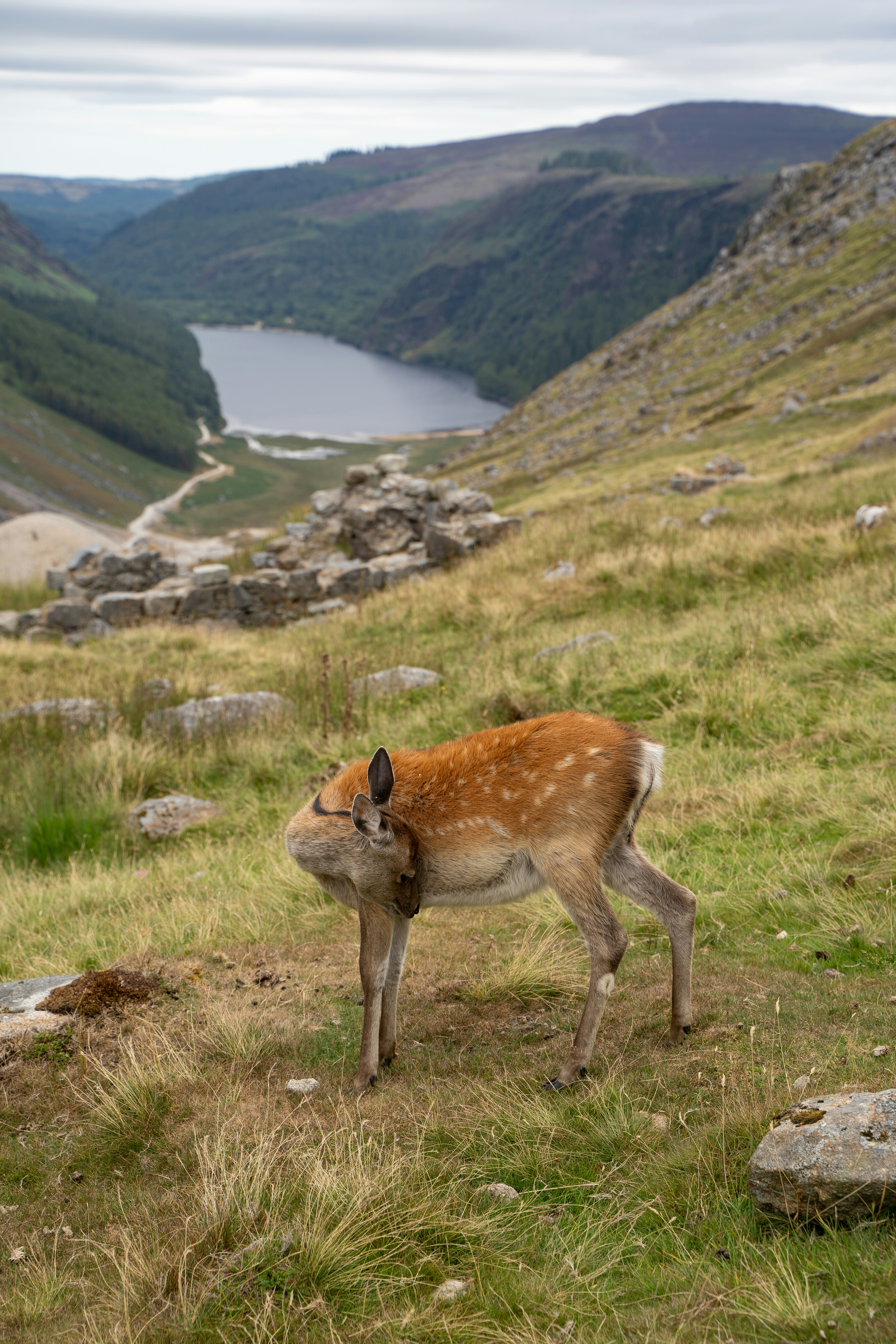 Higher Ground: A lone chamois in a hillside amphitheater