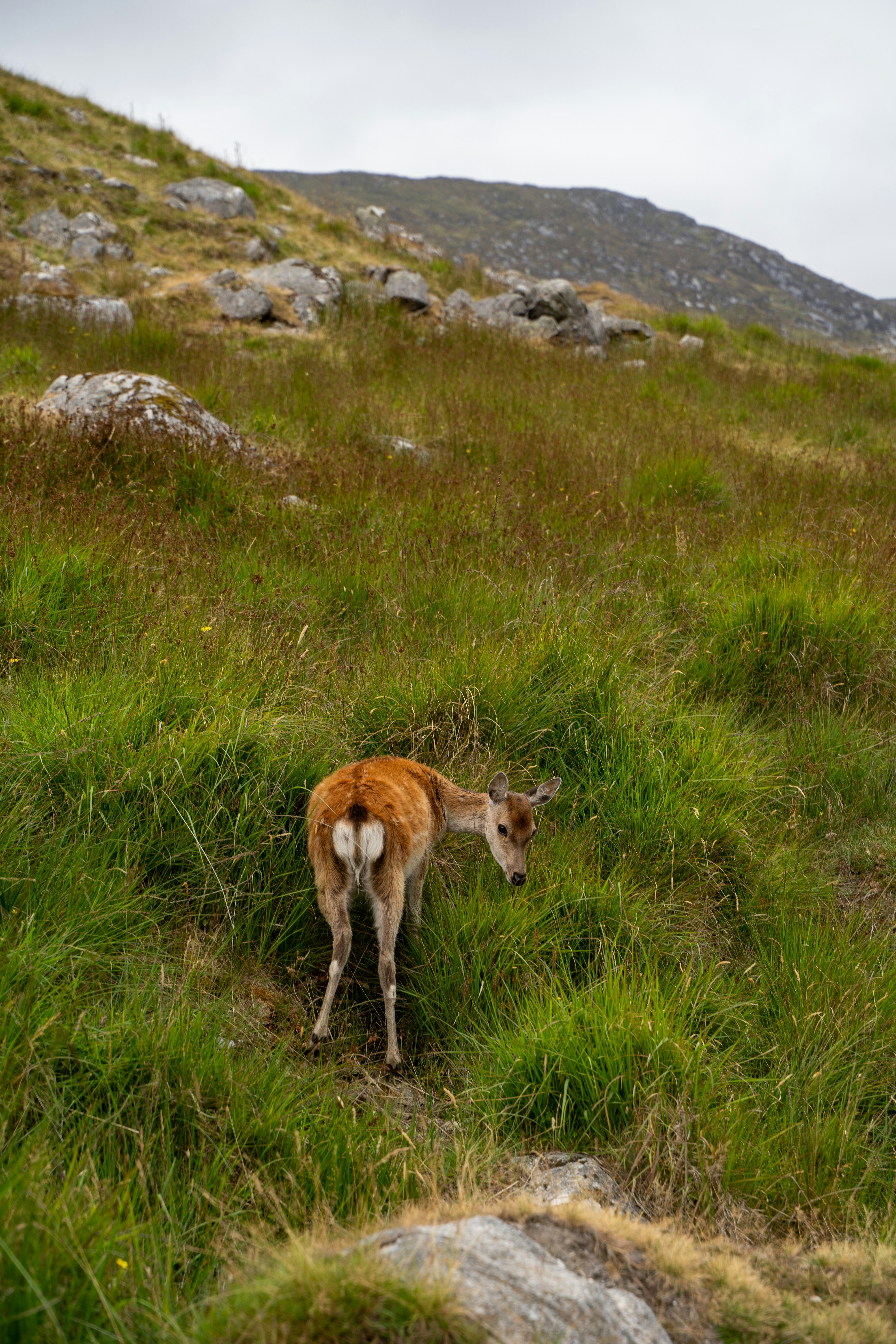 Grazing Red Deer Amid Mountain Grassland