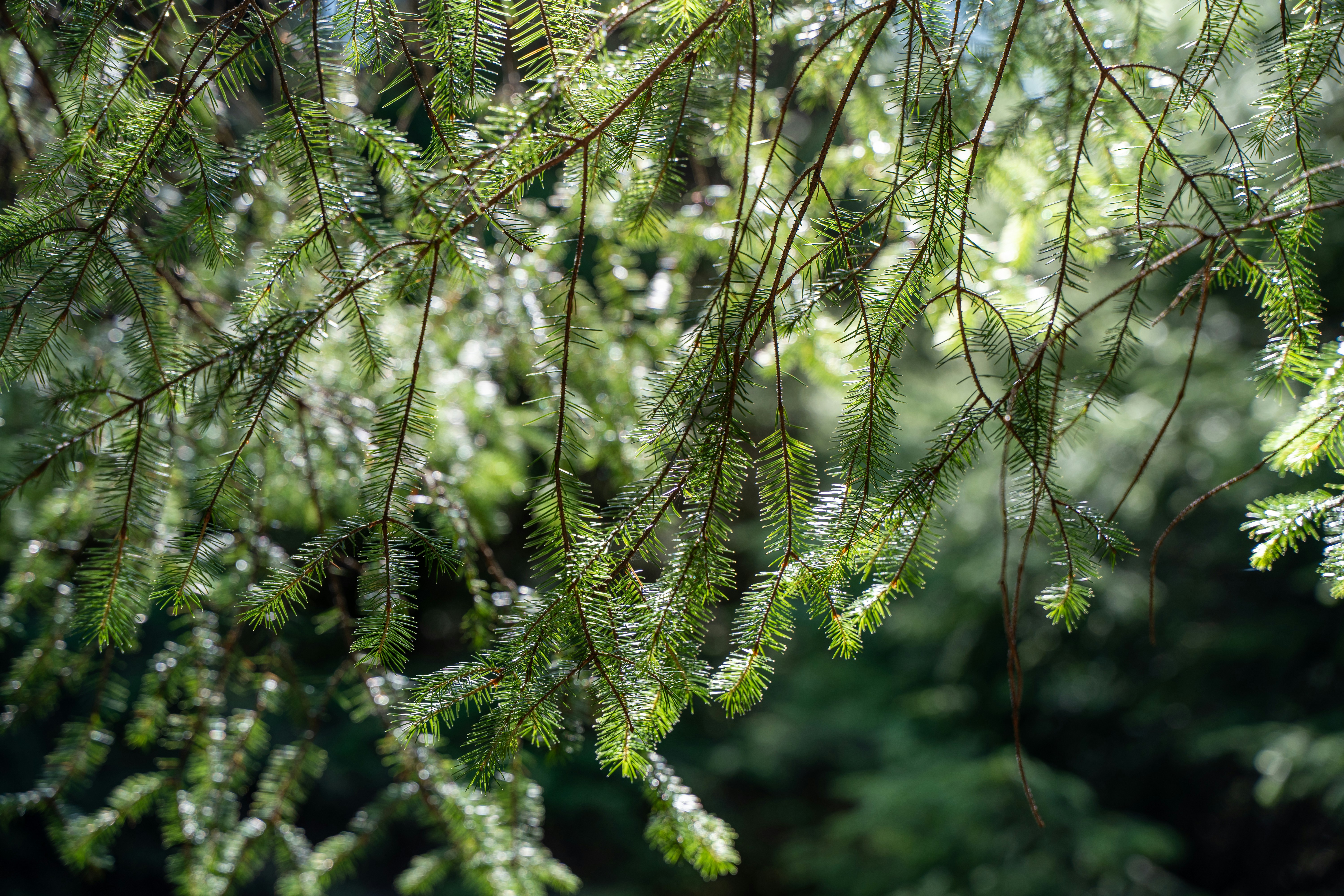 Emerald Fronds: Dew-kissed Spruce in Morning Light