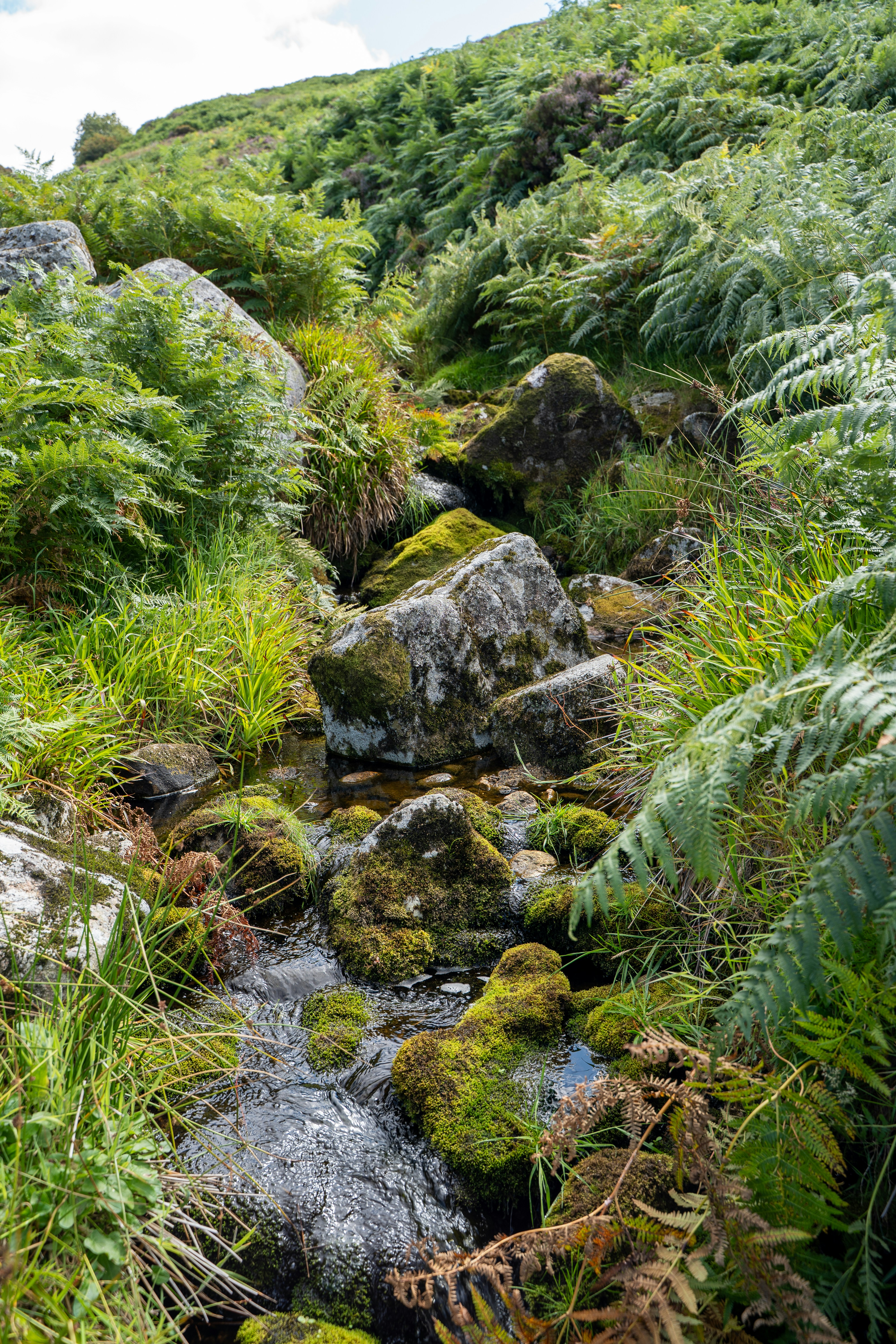 Moss-Cilled Stream through Fern-Rimmed Stones