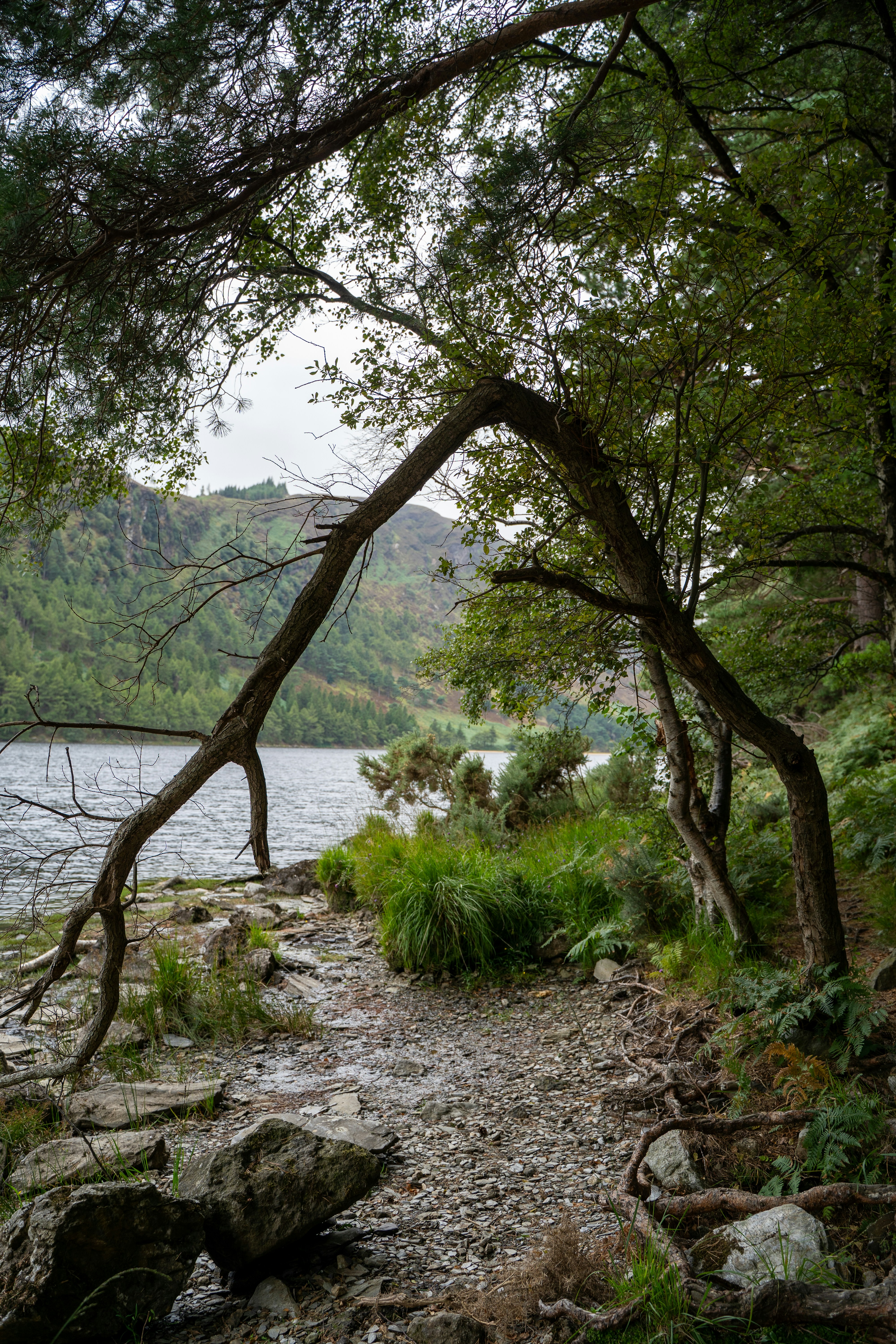 Arched Branches Framing a Lakeside Trail