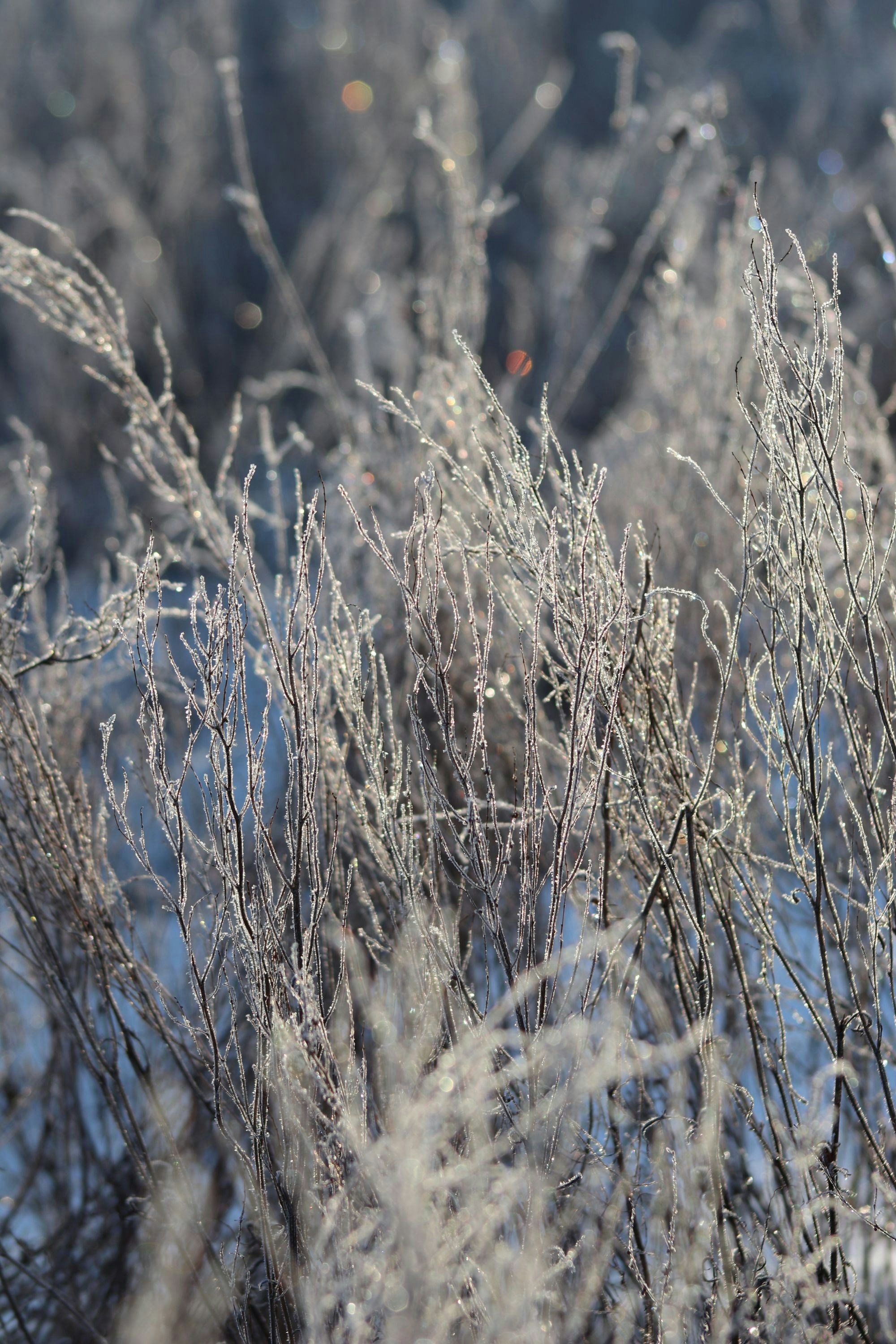 Frosted Reeds: Sunlit Winter Bloom in a Snowfield
