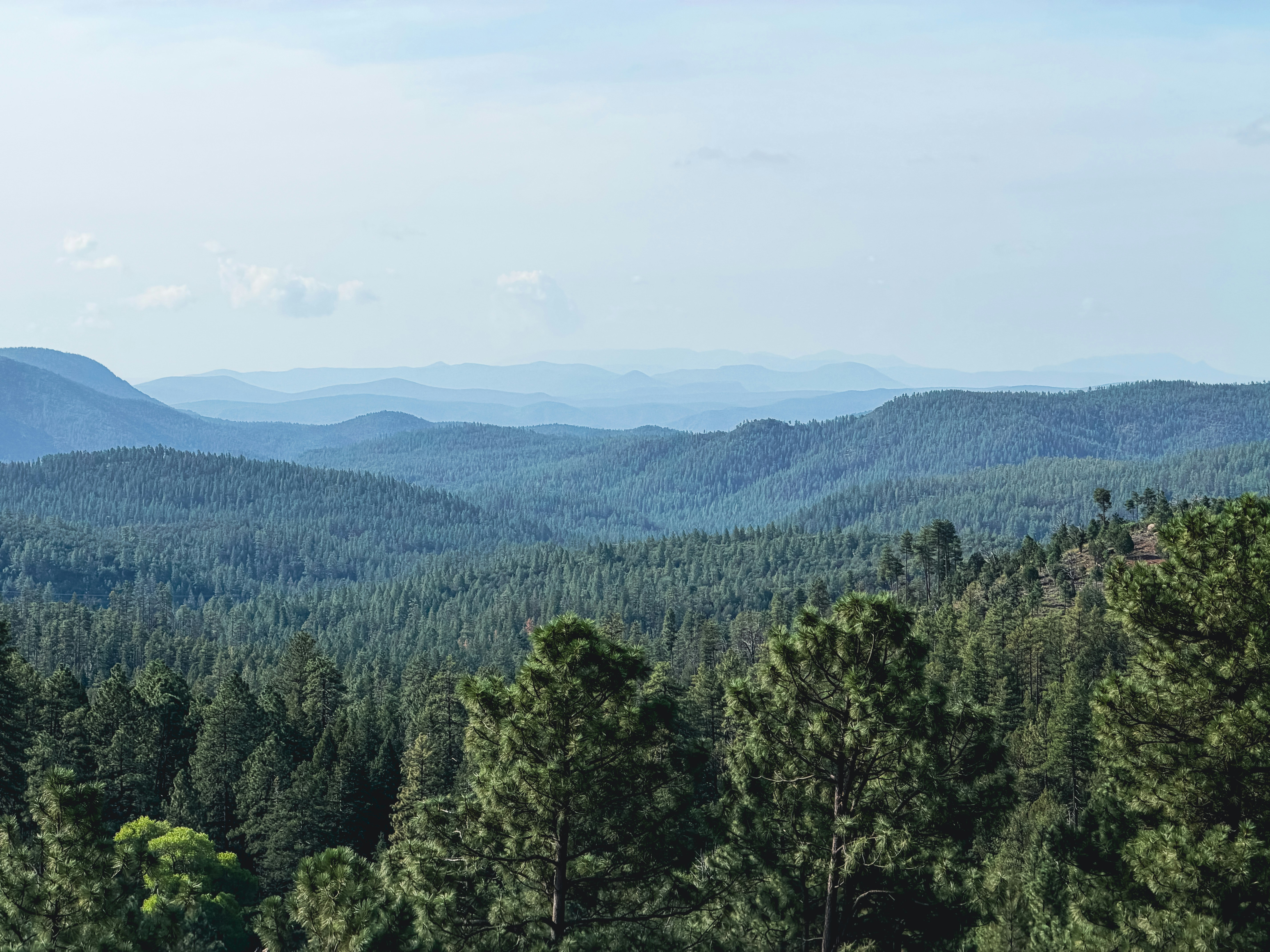 Rolling pine forests unfold into distant blue ridges under a pale sky, inviting the eye toward the horizon.
