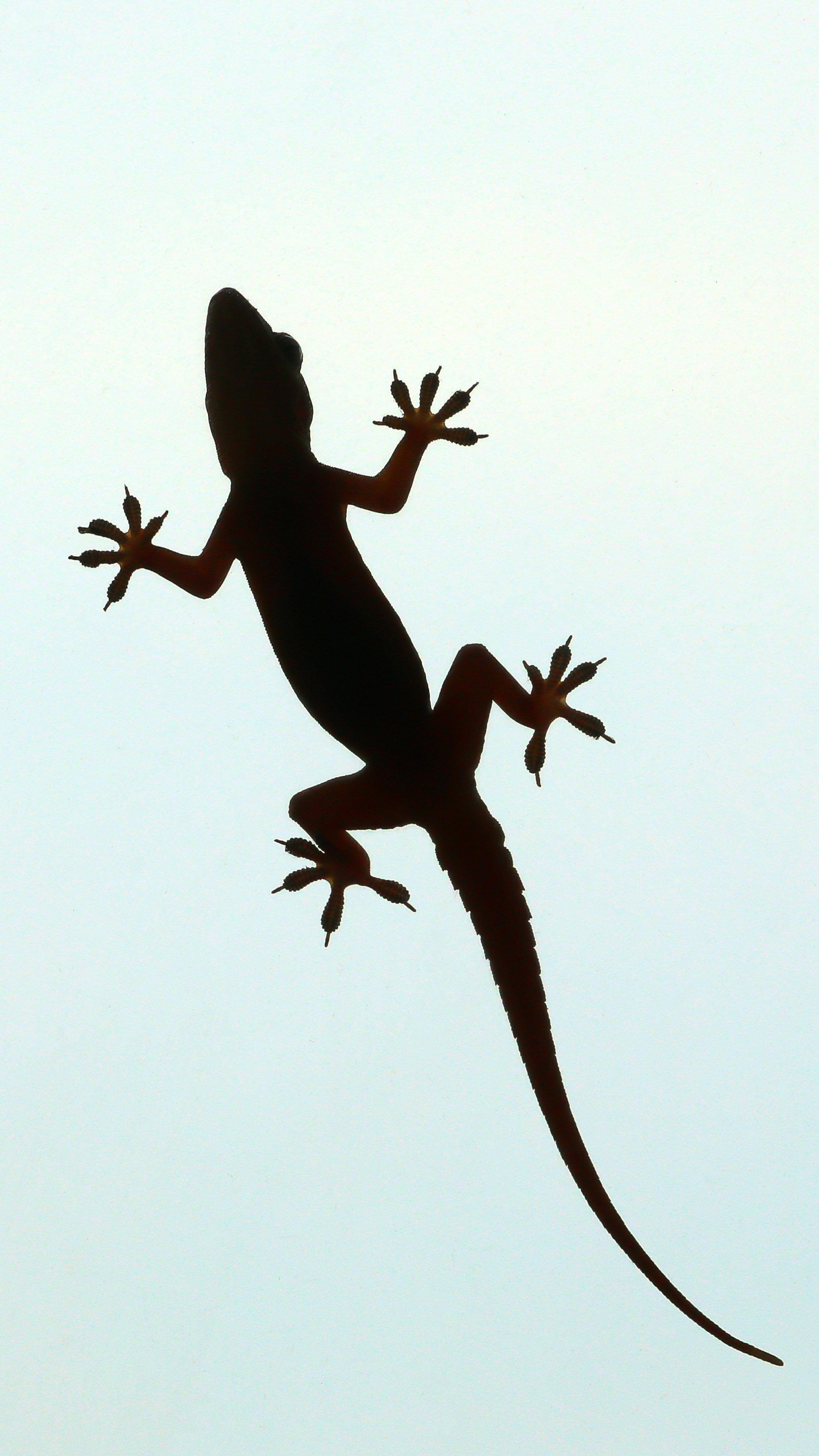 Silhouette on the Sky: Gecko Climb Against the Light