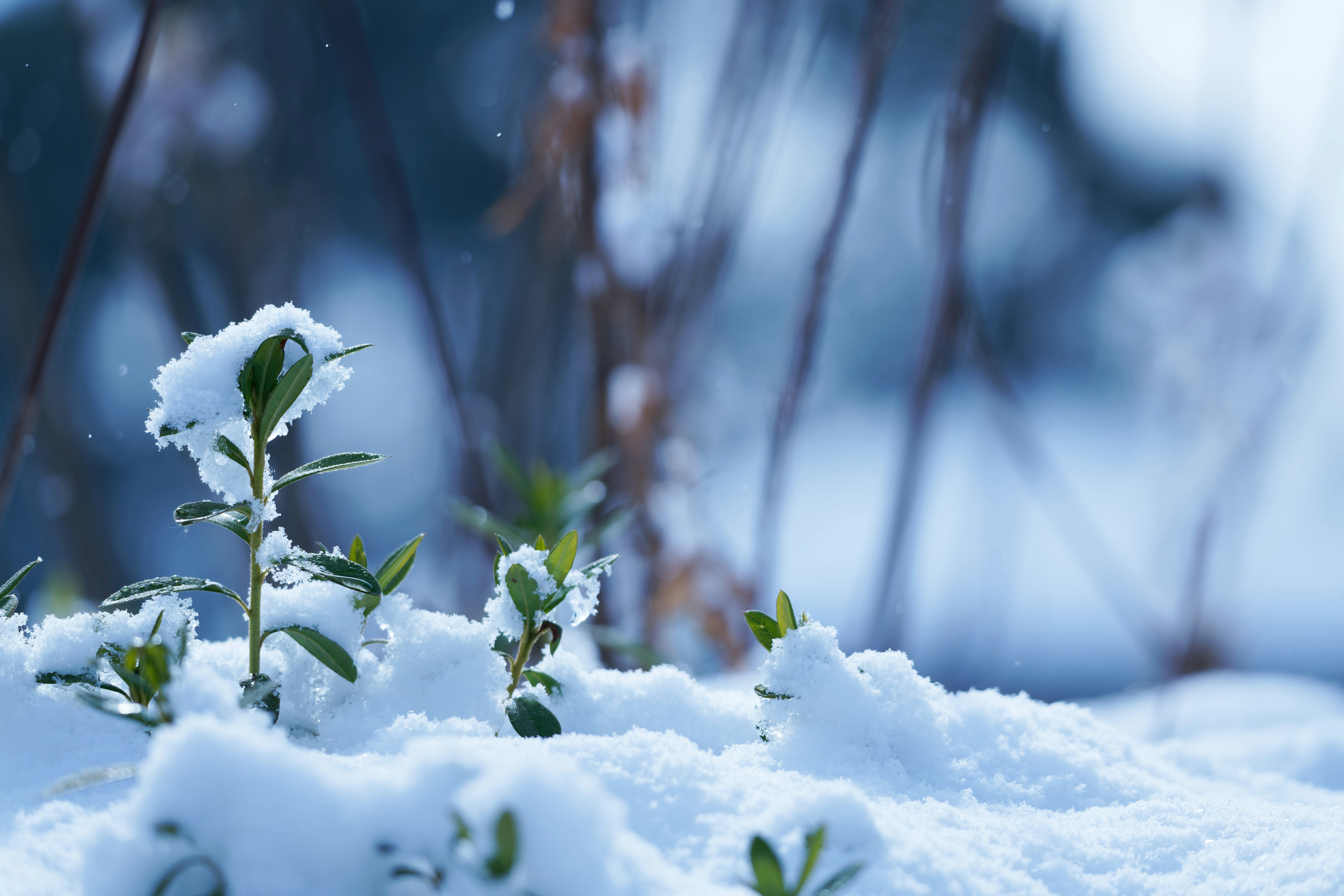 Snow-Capped Sprout: a small plant reaches through winter's edge