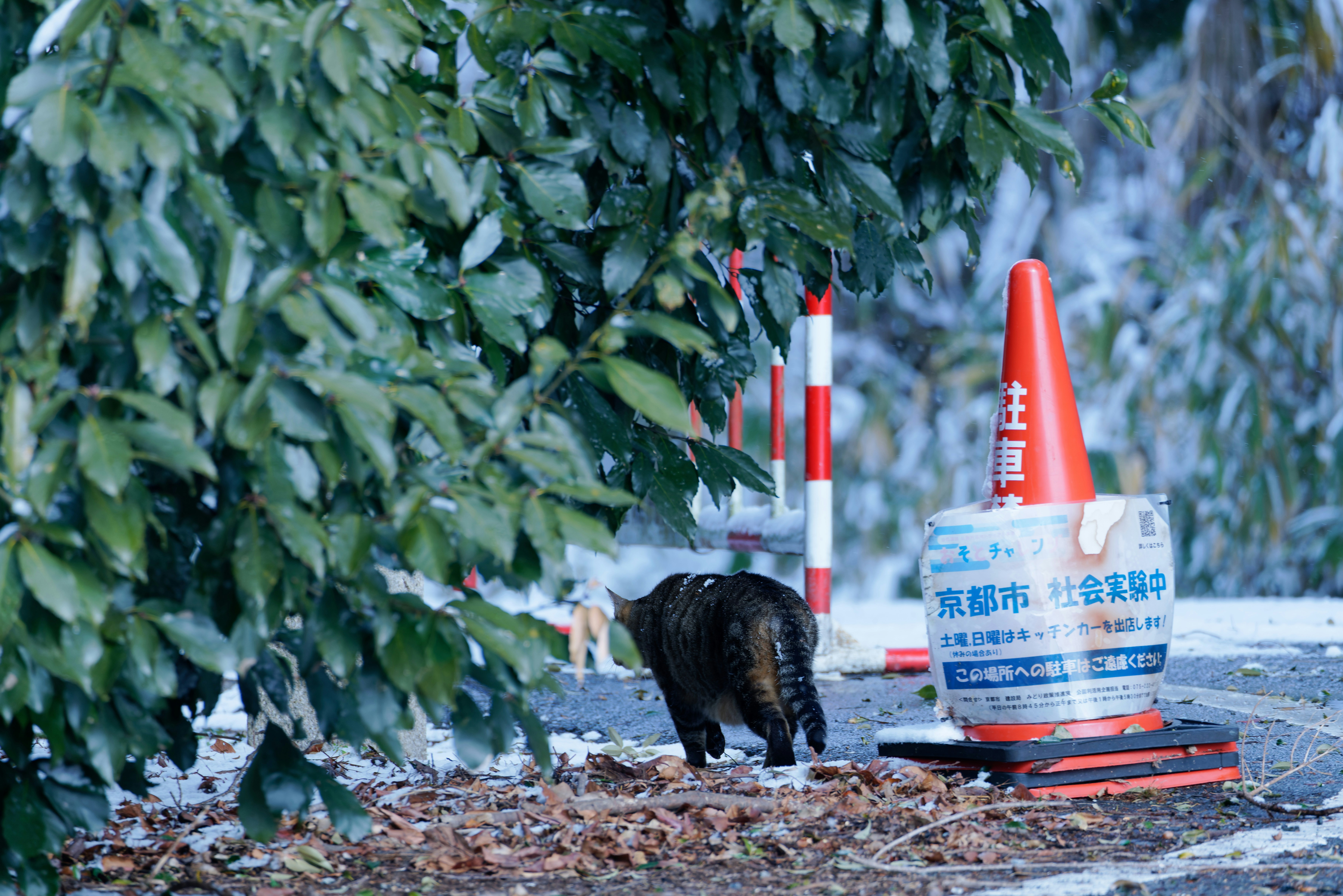 Hidden Hunter: A Cat Investigates the Roadside Barricade Beneath Quiet Foliage