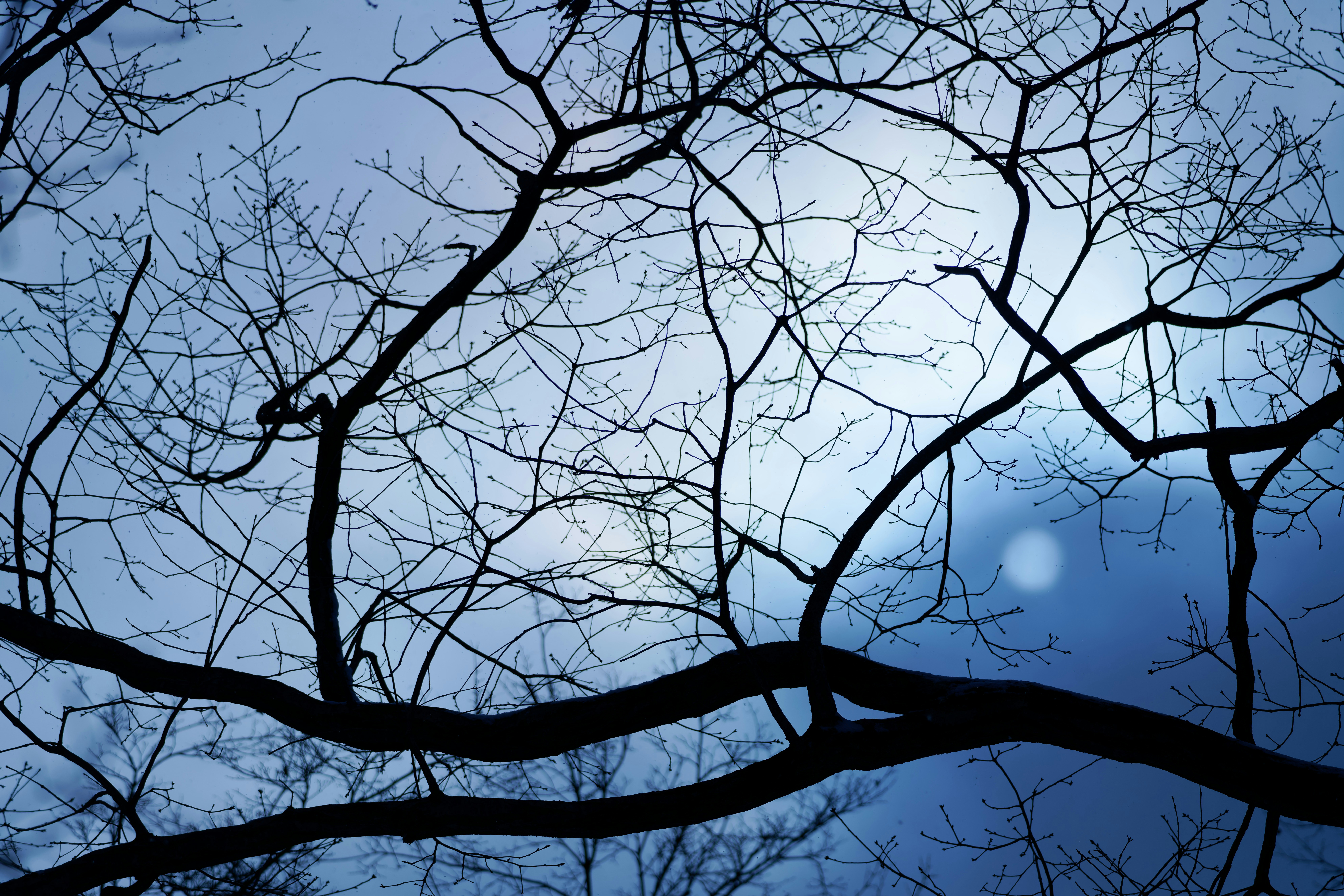 Branch Network: A Silhouette Against a Freckled Sky