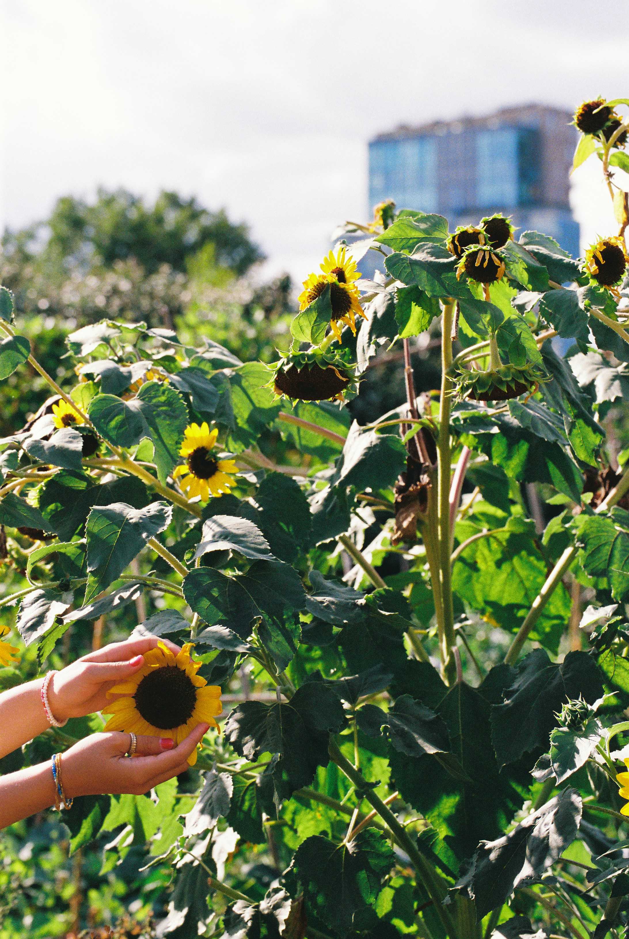 Sunflower Hands: A Delicate Pollination of Light