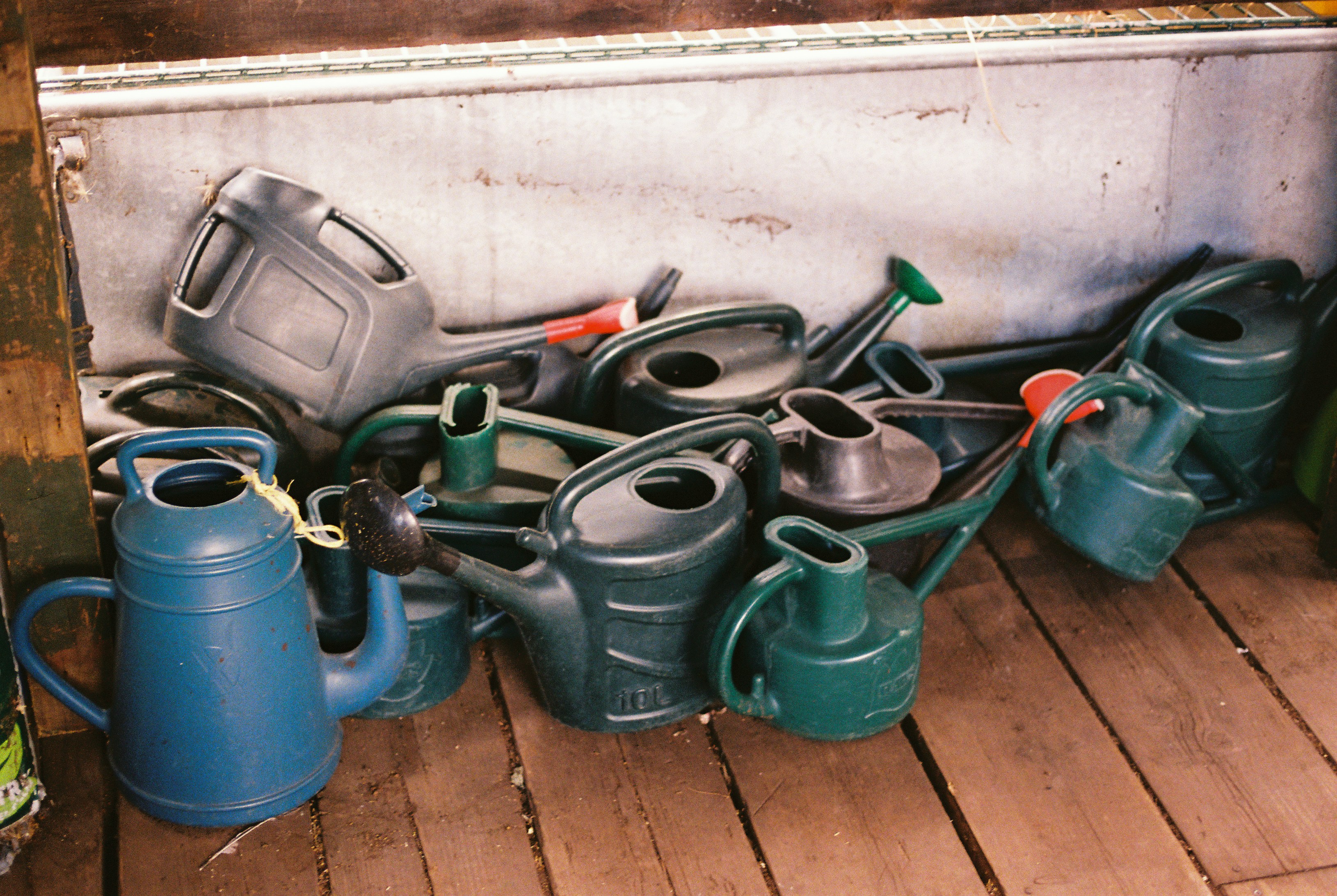 A Quiet Orchard of Blue and Green: A Jumbled Tangle of Watering Cans