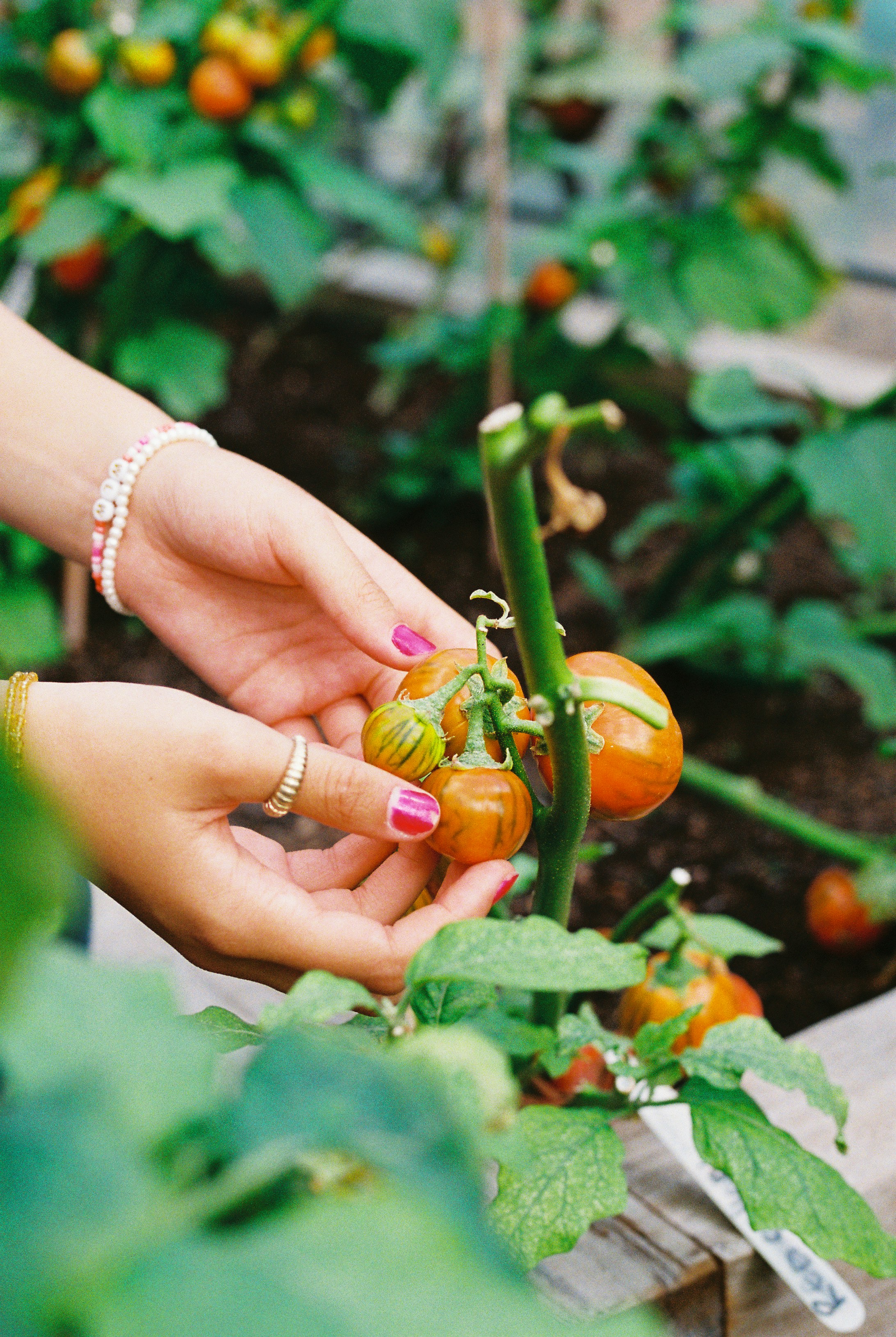 Hands Picking Small Tomatoes: A Delicate Harvest in a Verdant Patch