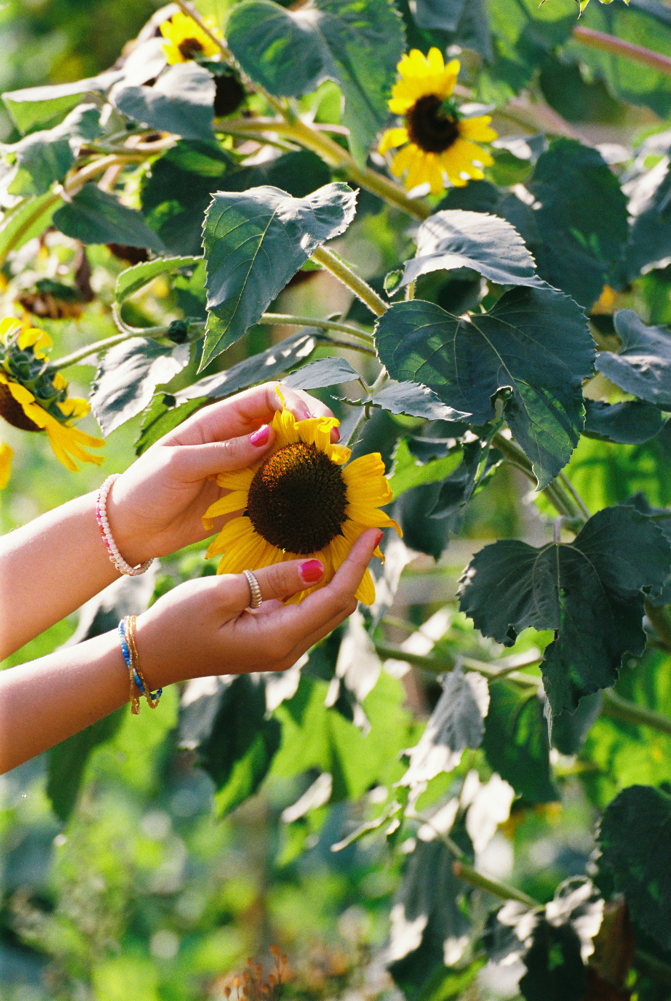Hands Harvest Sunflowers: A Tender Moment in Golden Light