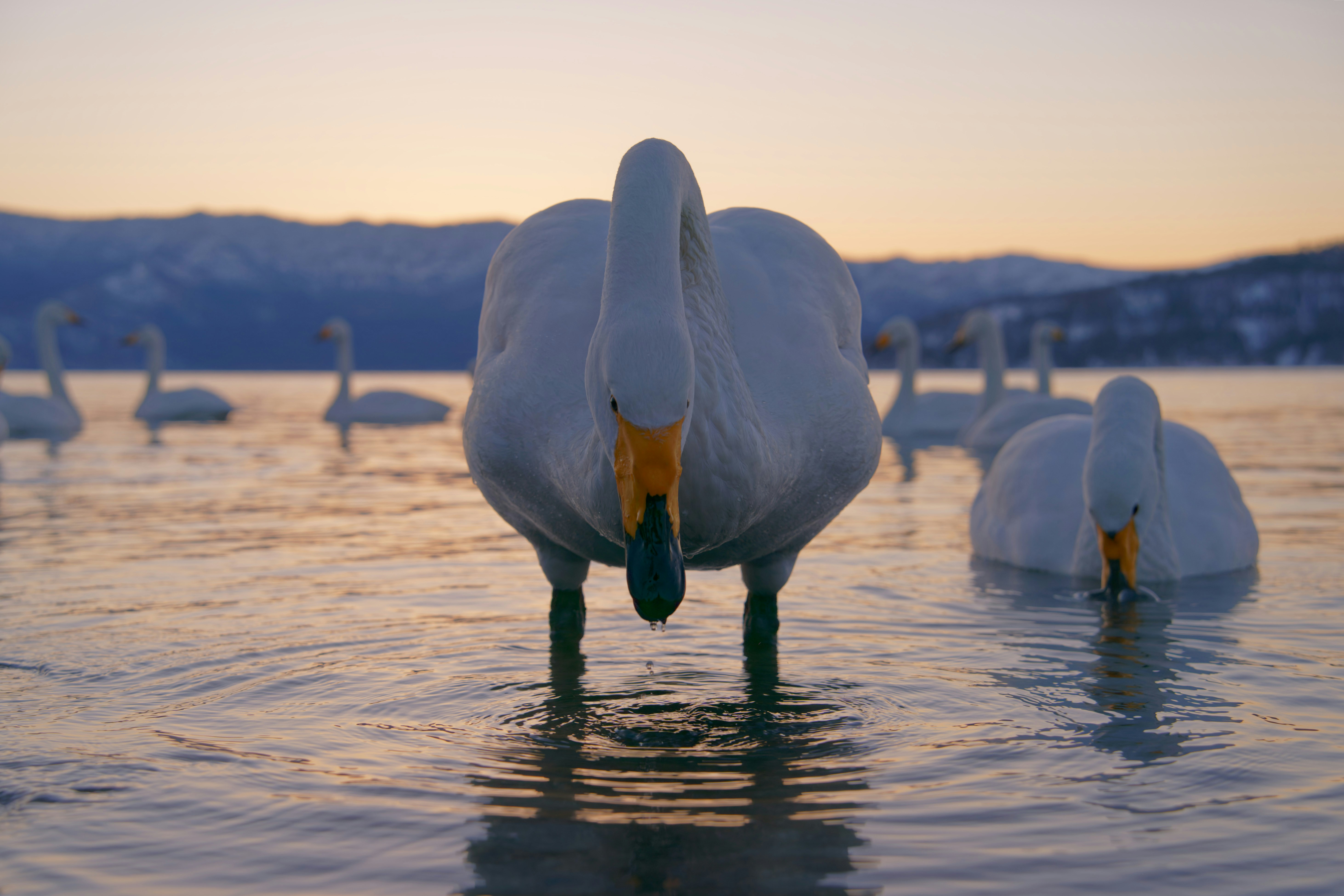 Centered Swan: A Quiet Approach to the Lake at Dusk
