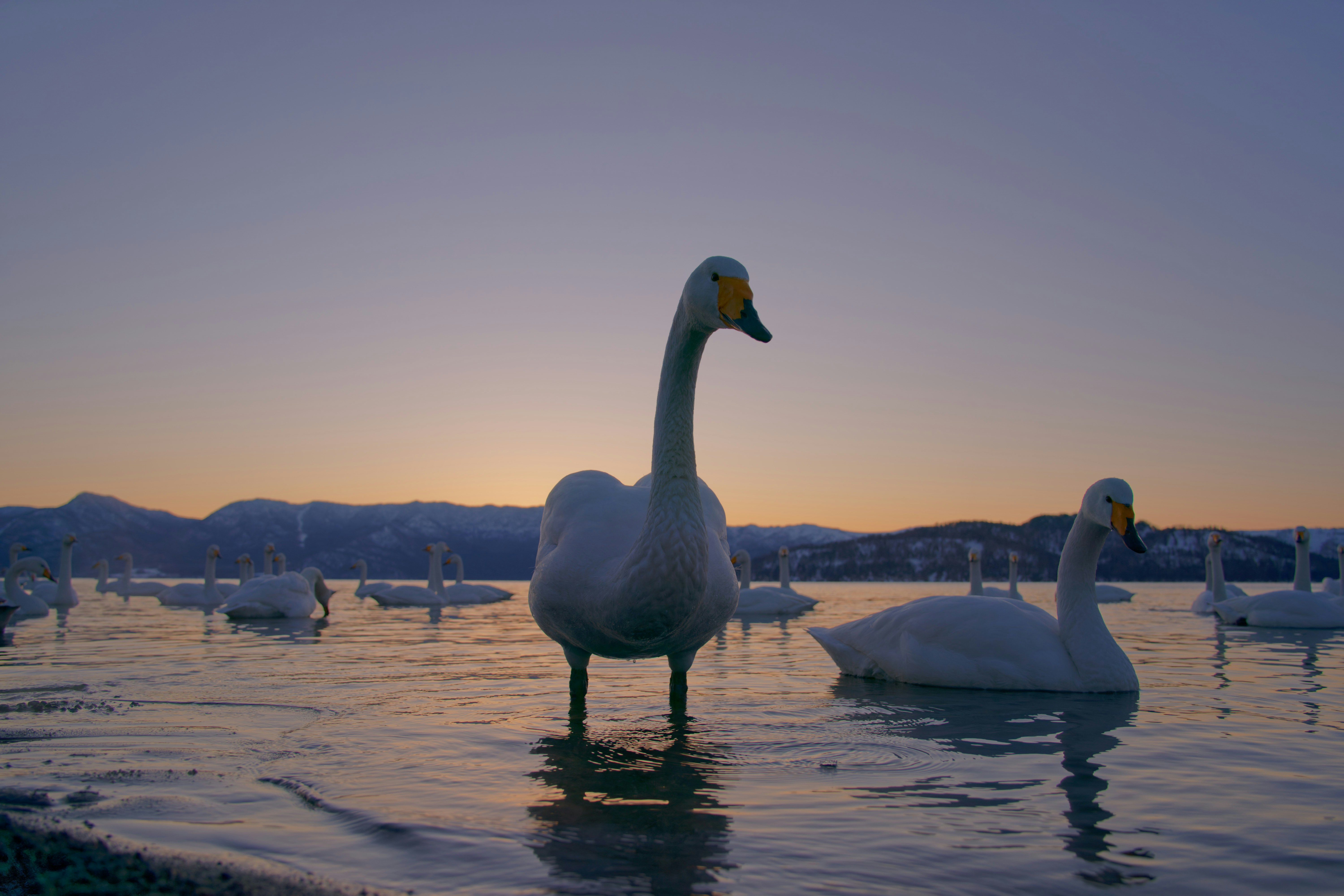 Sunlit Swan in Quiet Lake at Dusk