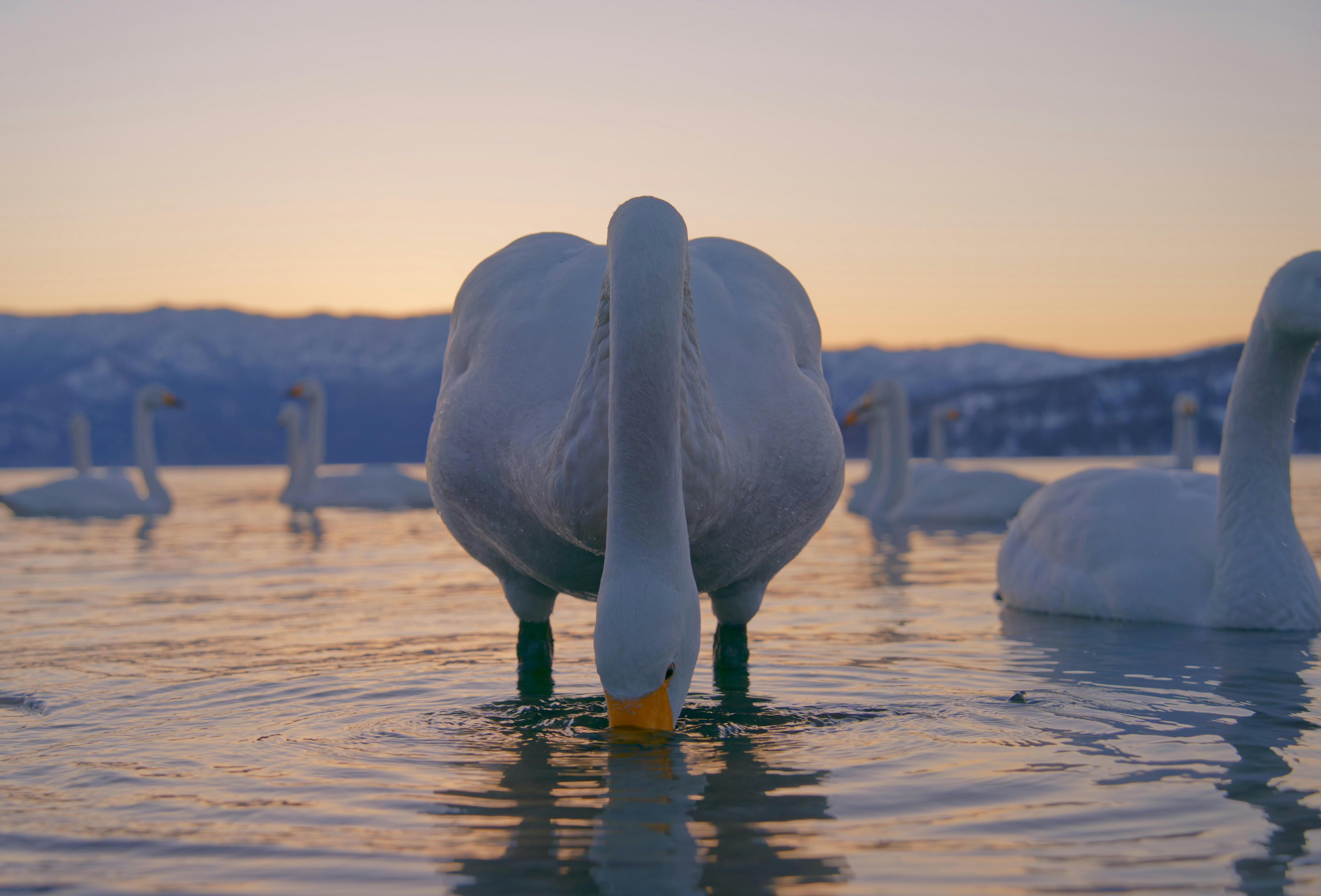 Centered Swan at Dawn: Quiet Morning on Glassy Lake