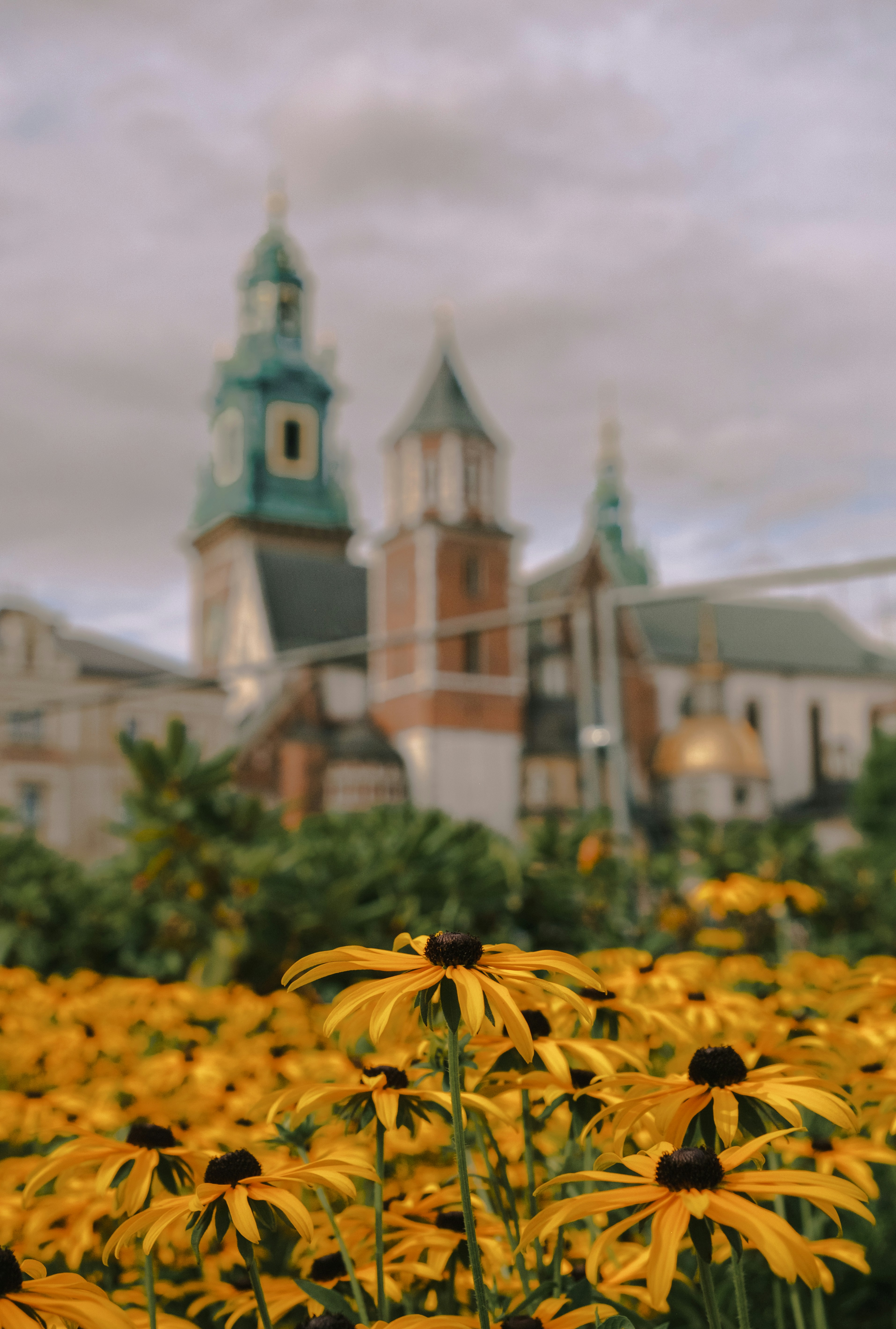 Golden Field in Front of a Historic Cityscape