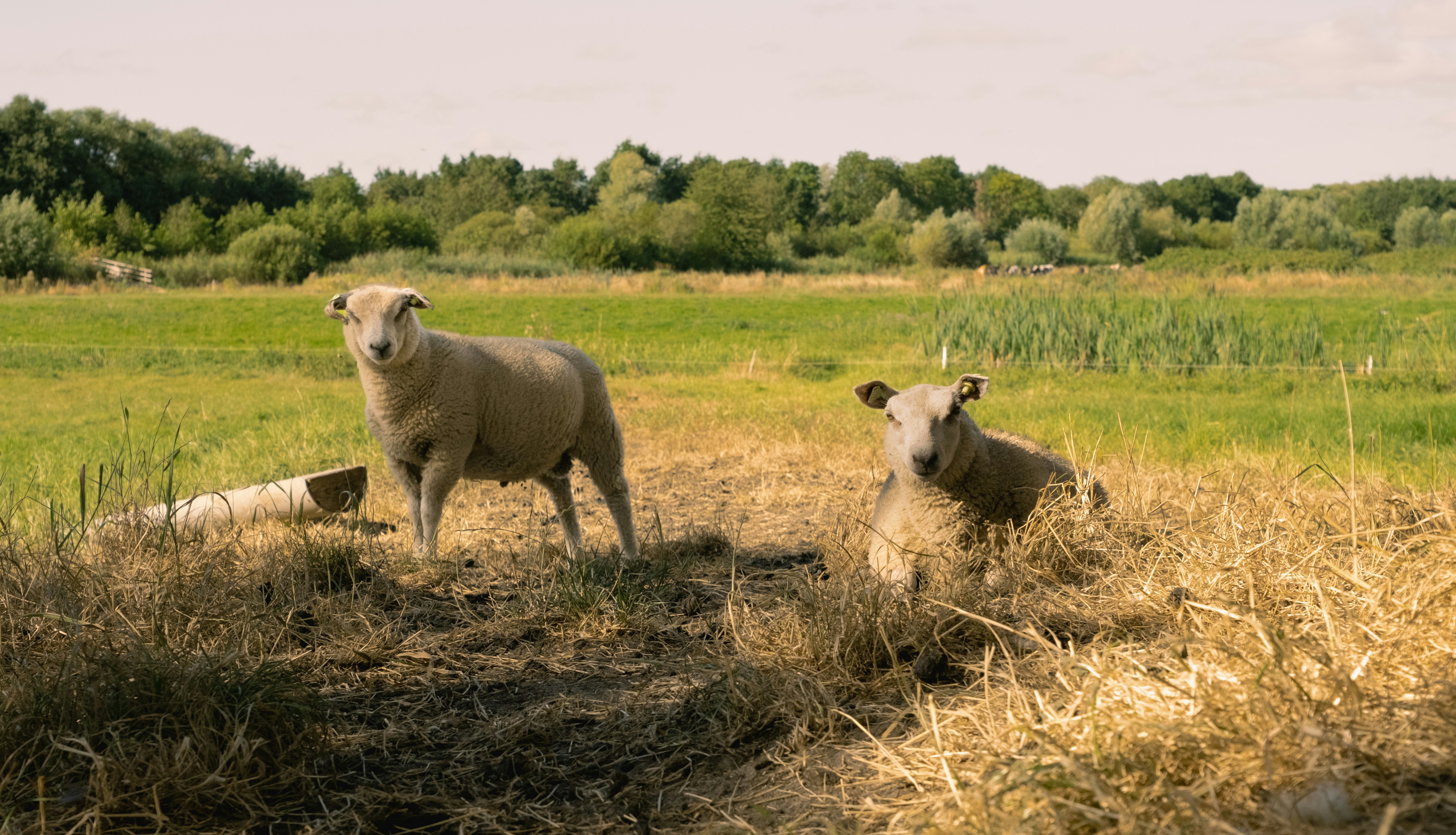 Pasture Gatekeepers: Two Sheep Survey the Sunlit Field