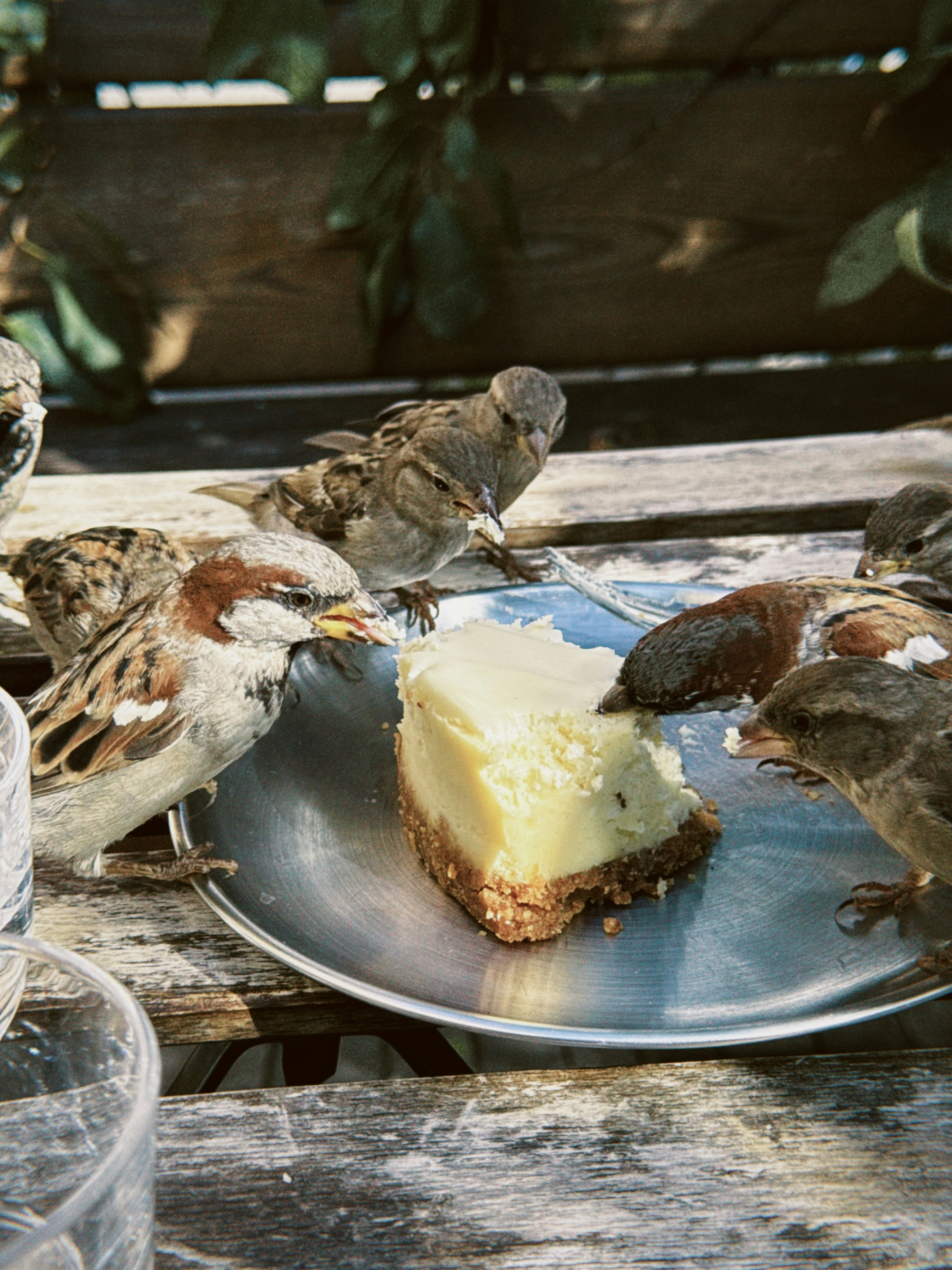 A communal feast: sparrows converge on a buttered slice