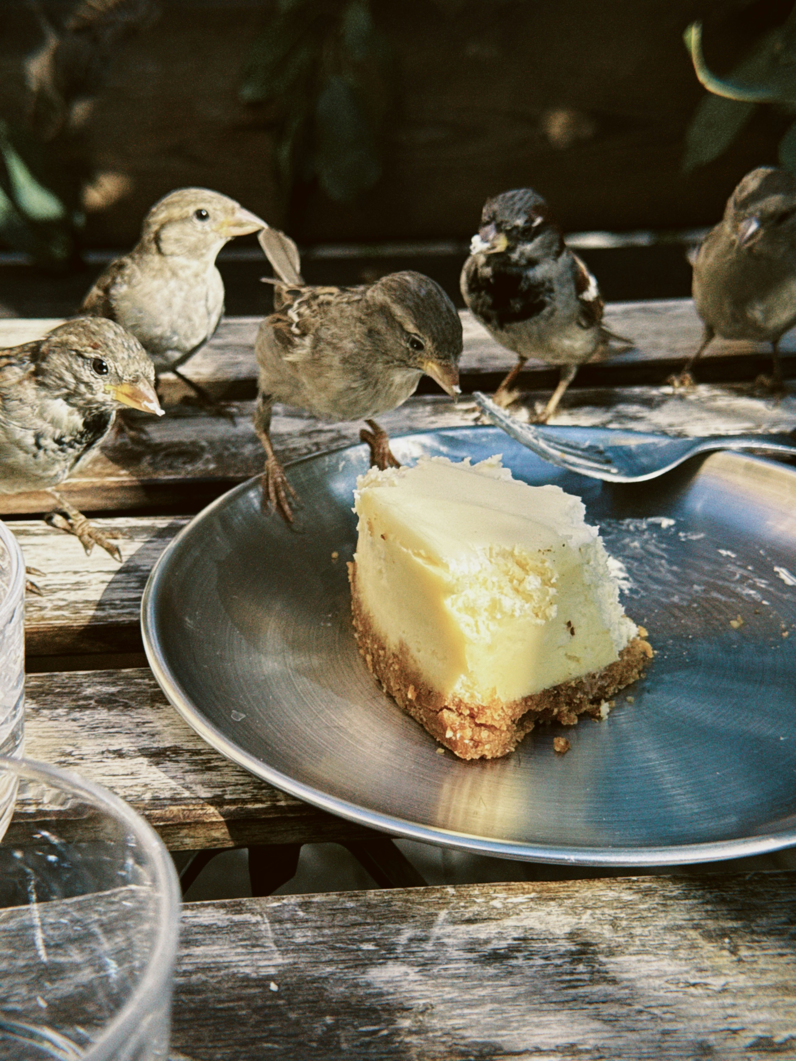 Birds at the Slice: a buttery dessert on a sunlit wooden table