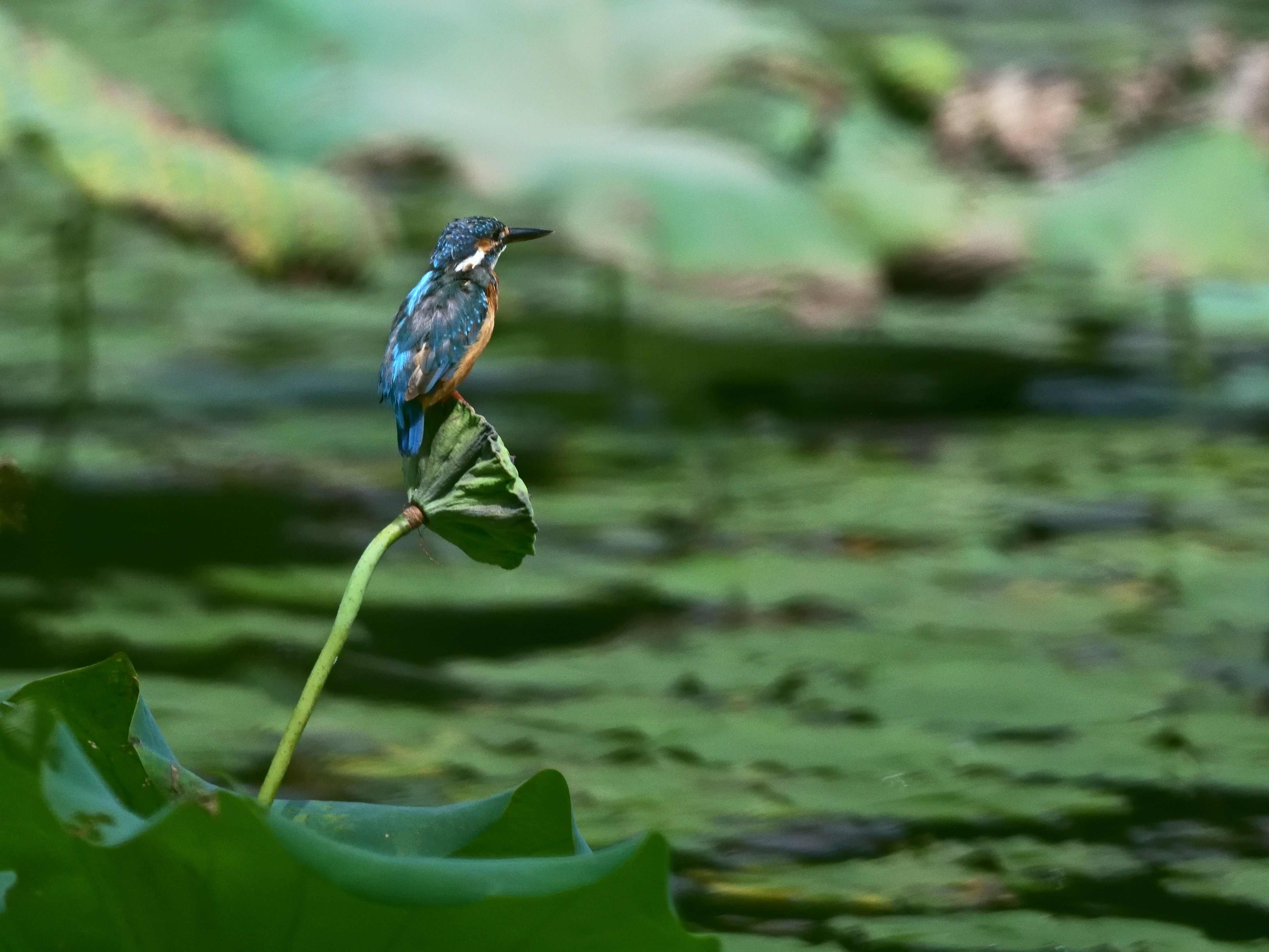Dappled Kingfisher Perched on a Pond Stem