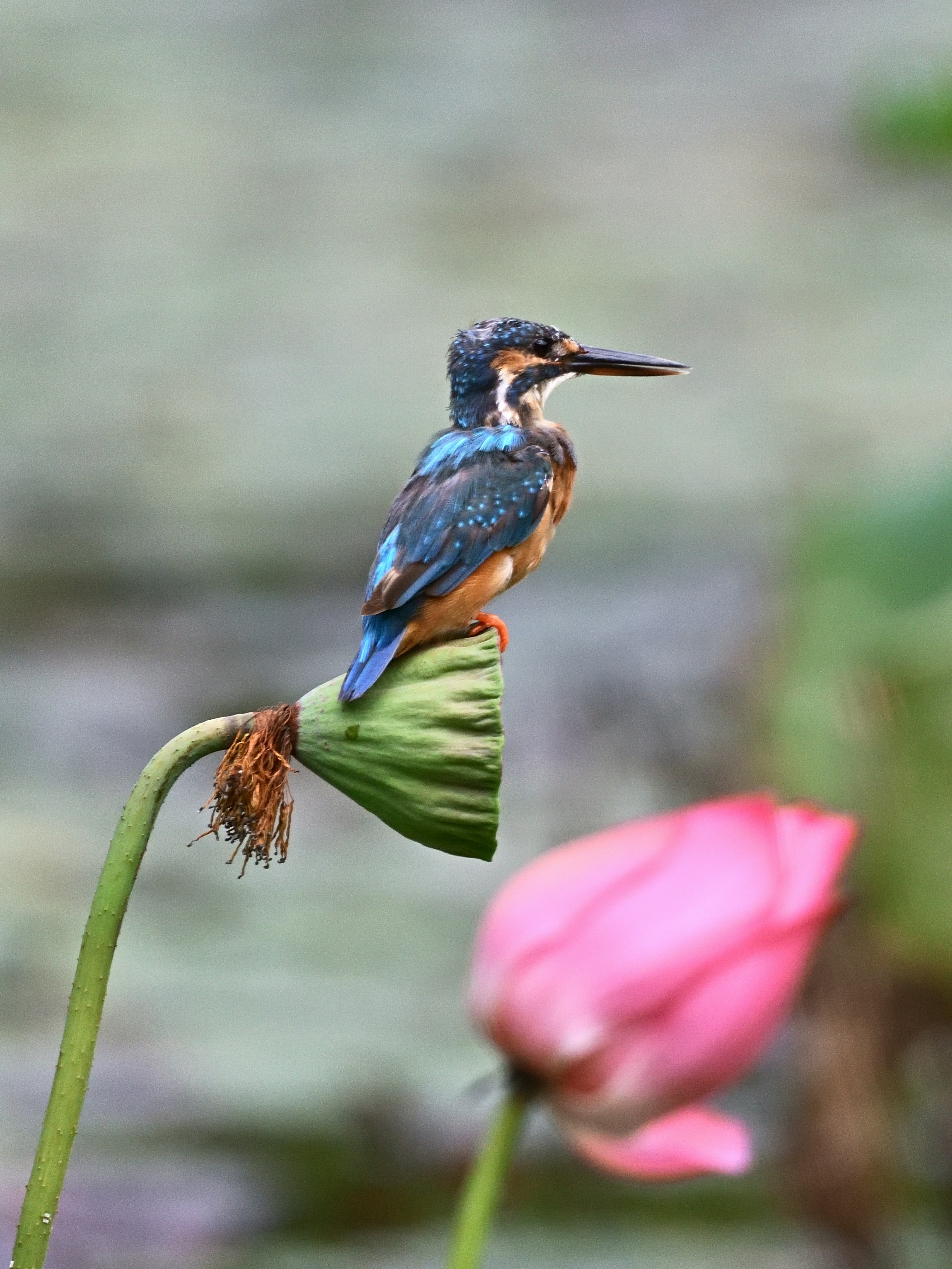 Blue-green Kingfisher on a Withered Lotus and a Blush of Pink