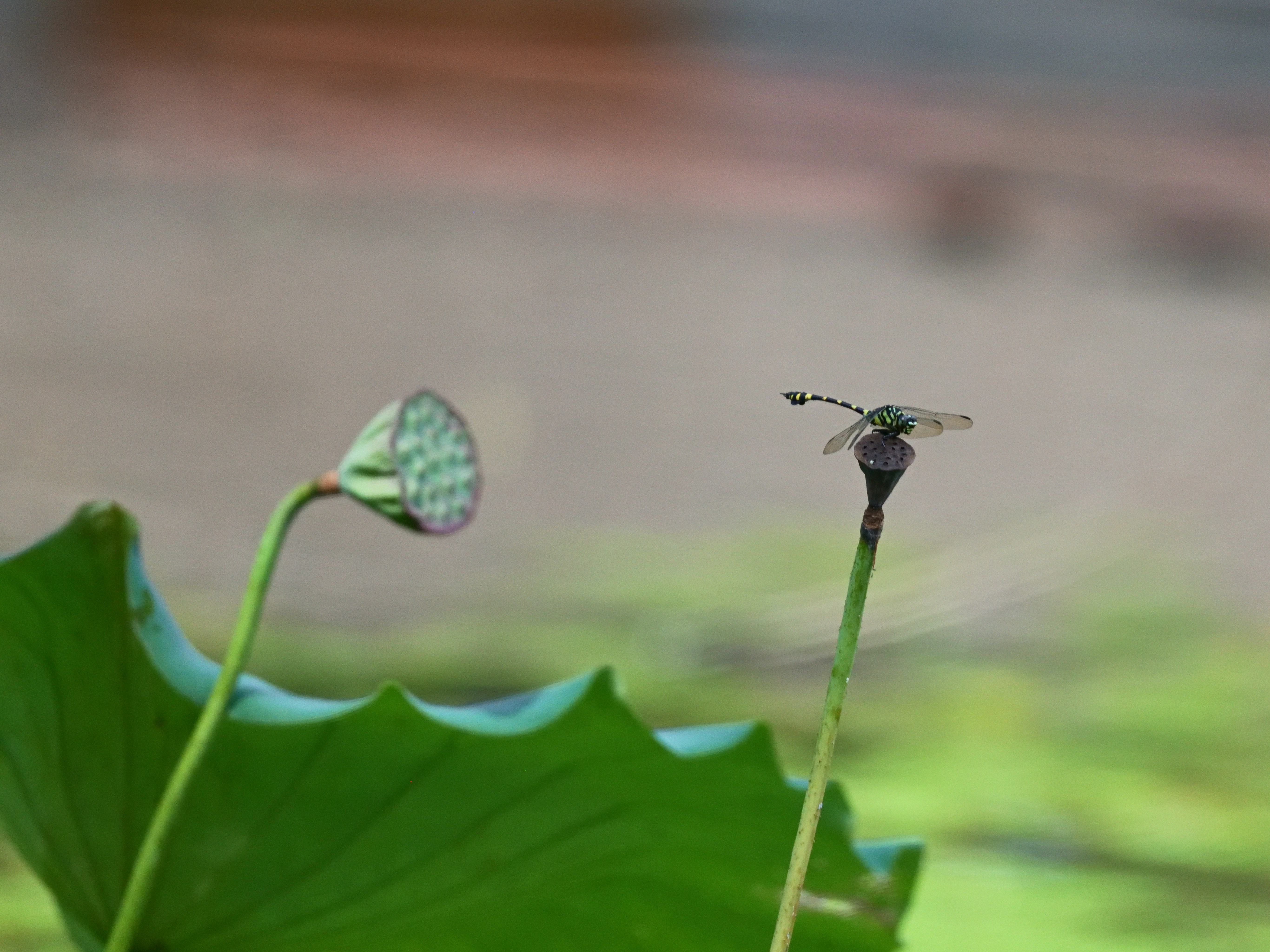 Floating Spotlight: A Dragonfly Newsflash on a Lily’s Edge